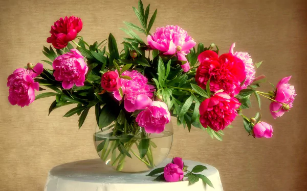 peonies Desktop Wallpapers, Phone Wallpaper, PFP, Gifs, and More At ...