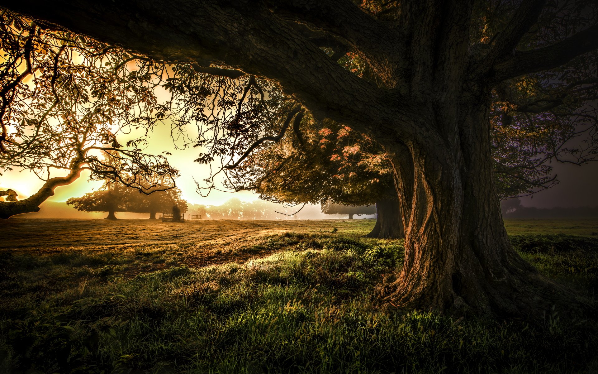 4K Ultra HD Fall Serenity: Majestic Tree in a Tranquil Field ...