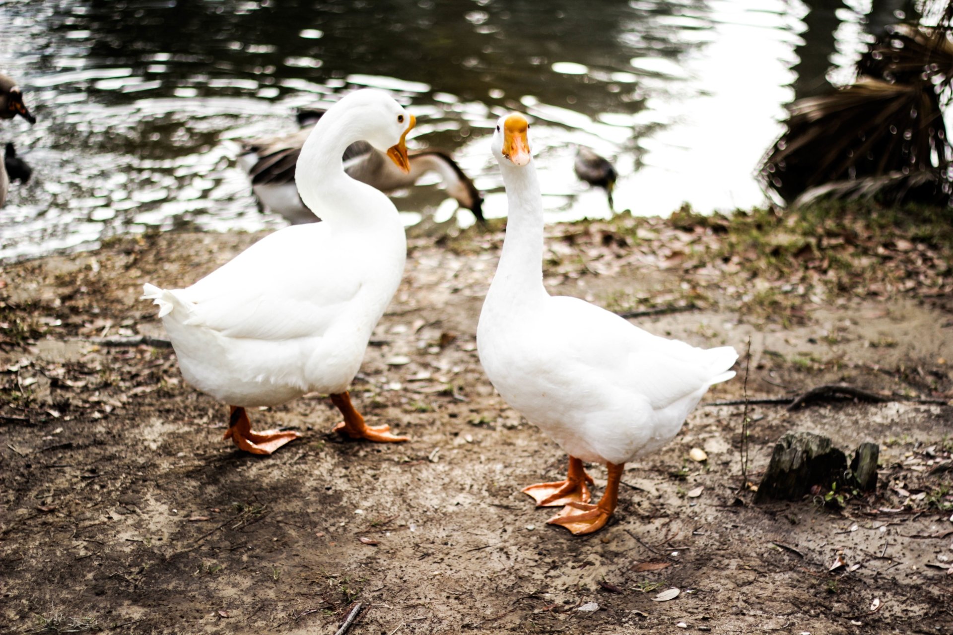 Download Bird Animal Duck 4k Ultra HD Wallpaper | 5184x3456 | Wallpaper ...