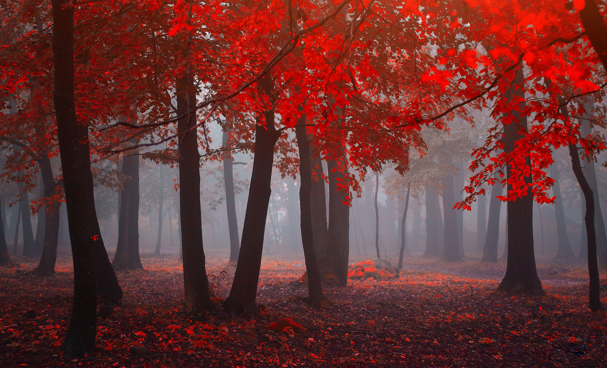 Misty Autumn Forest: HD Nature Wallpaper with Depth of Field