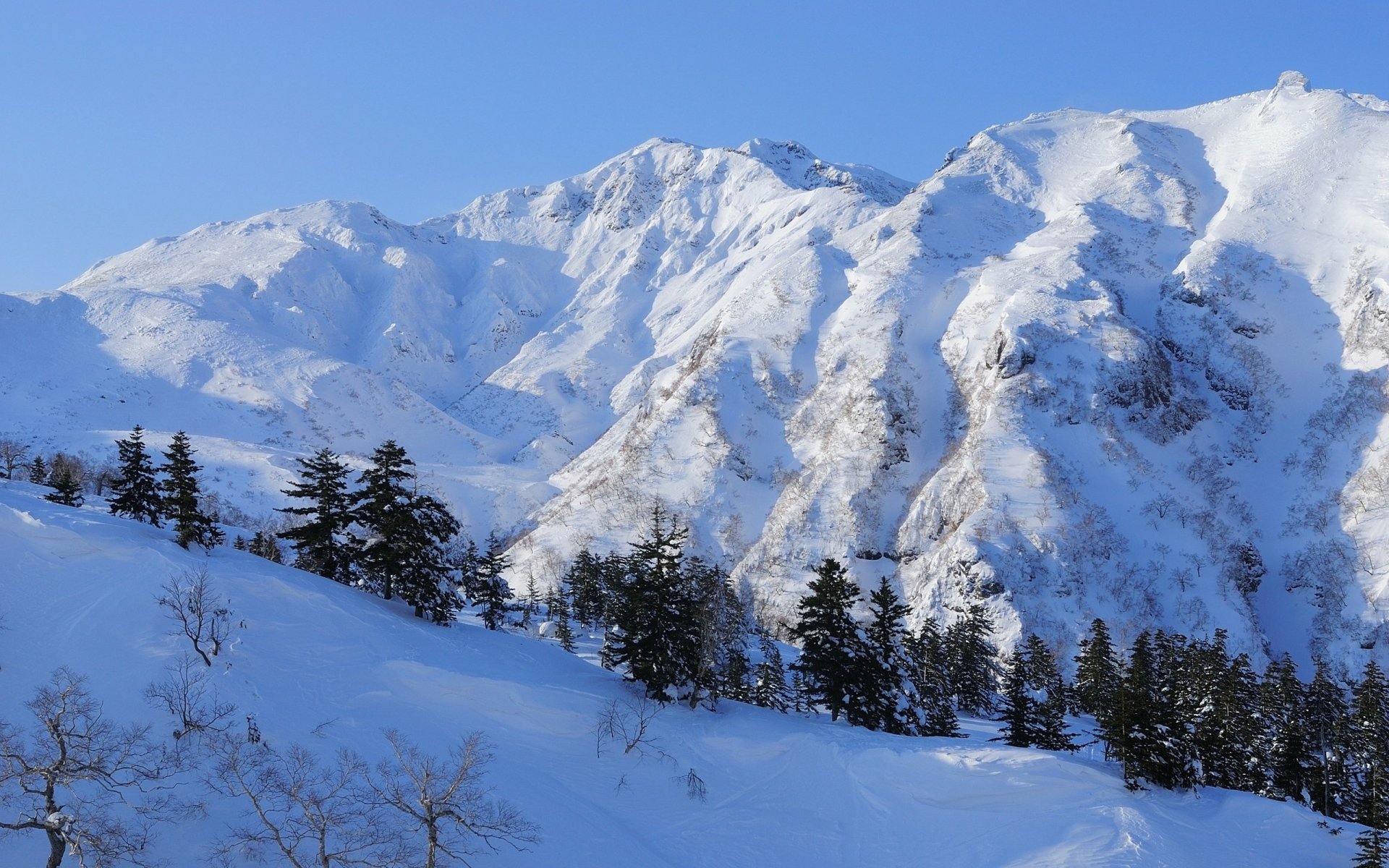 2K Quad HD: Snowy Mountain Pines — Winter Alpine Wallpaper | 2560x1600 ...