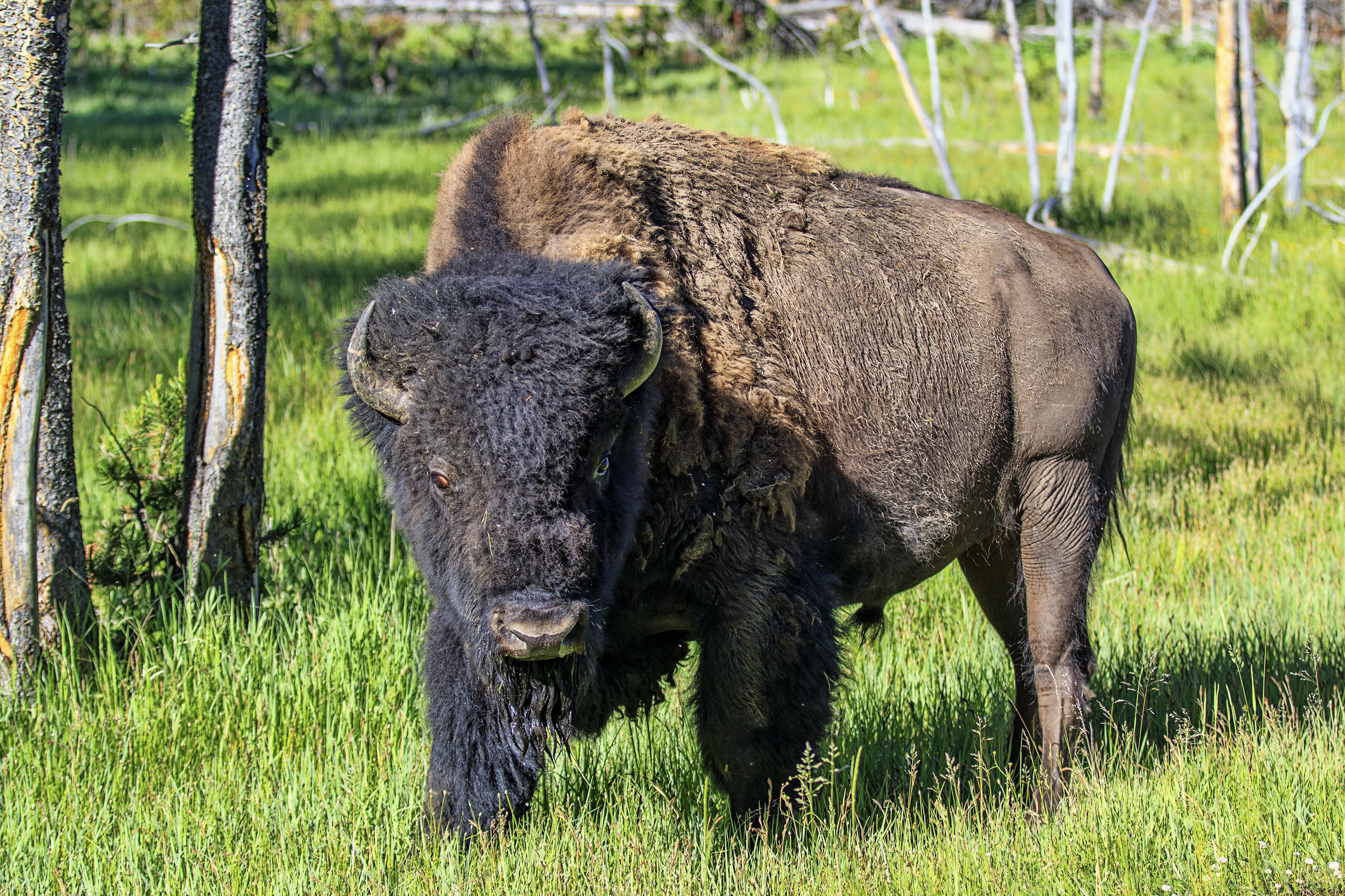 Download Animal American Bison HD Wallpaper