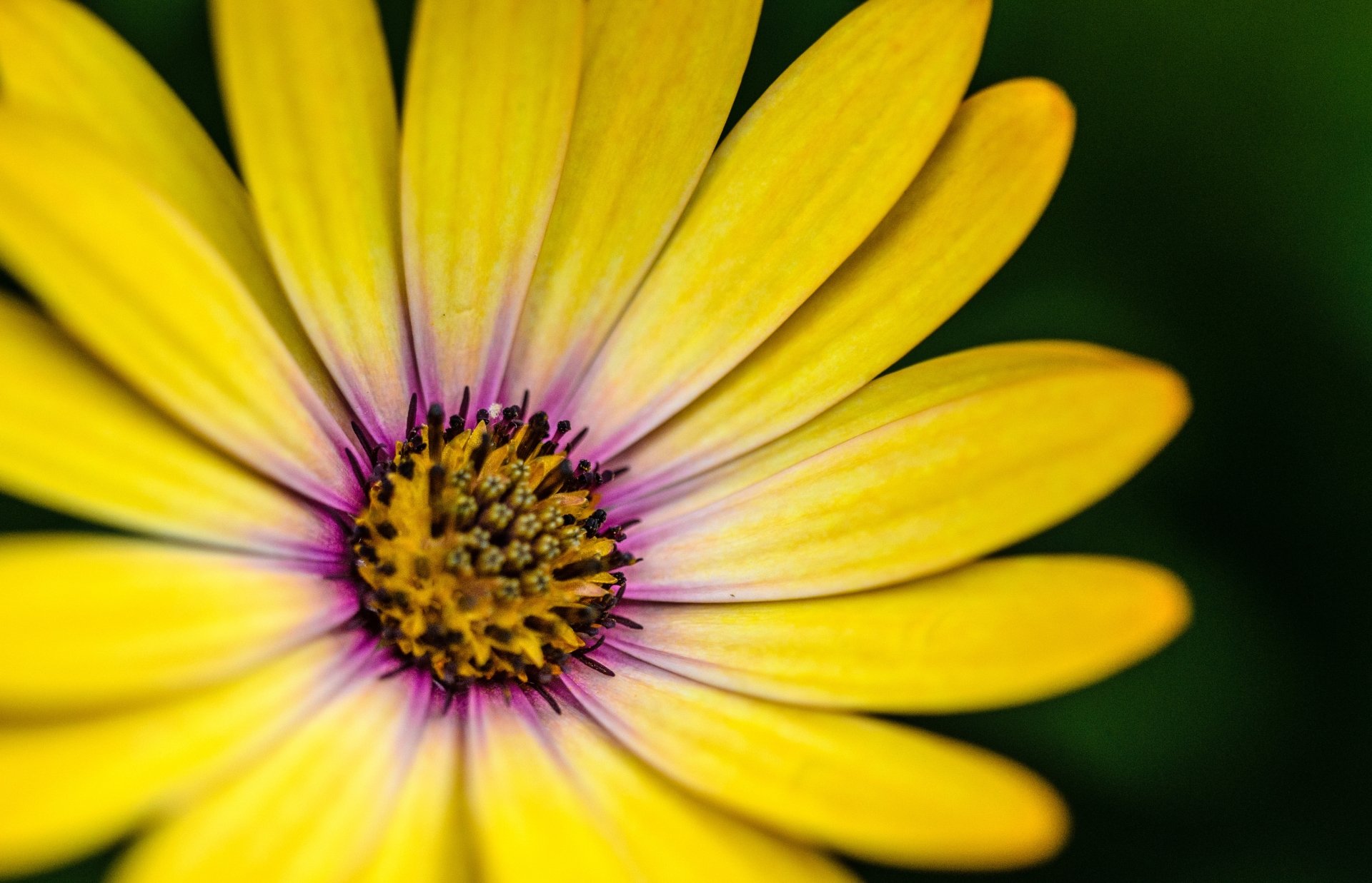 Download Yellow Flower Flower Nature Daisy 4k Ultra HD Wallpaper ...