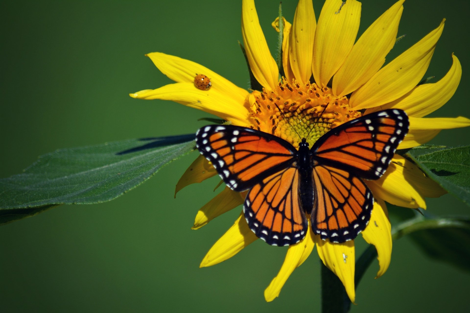 2K Quad HD: Monarch & Ladybug on Golden Sunflower | 3318x2212 ...
