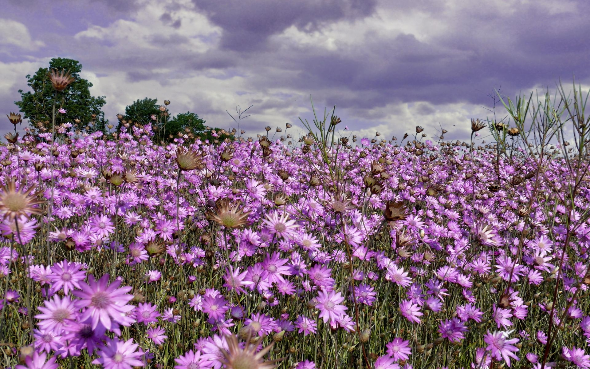 Download Purple Flower Field Nature Flower HD Wallpaper