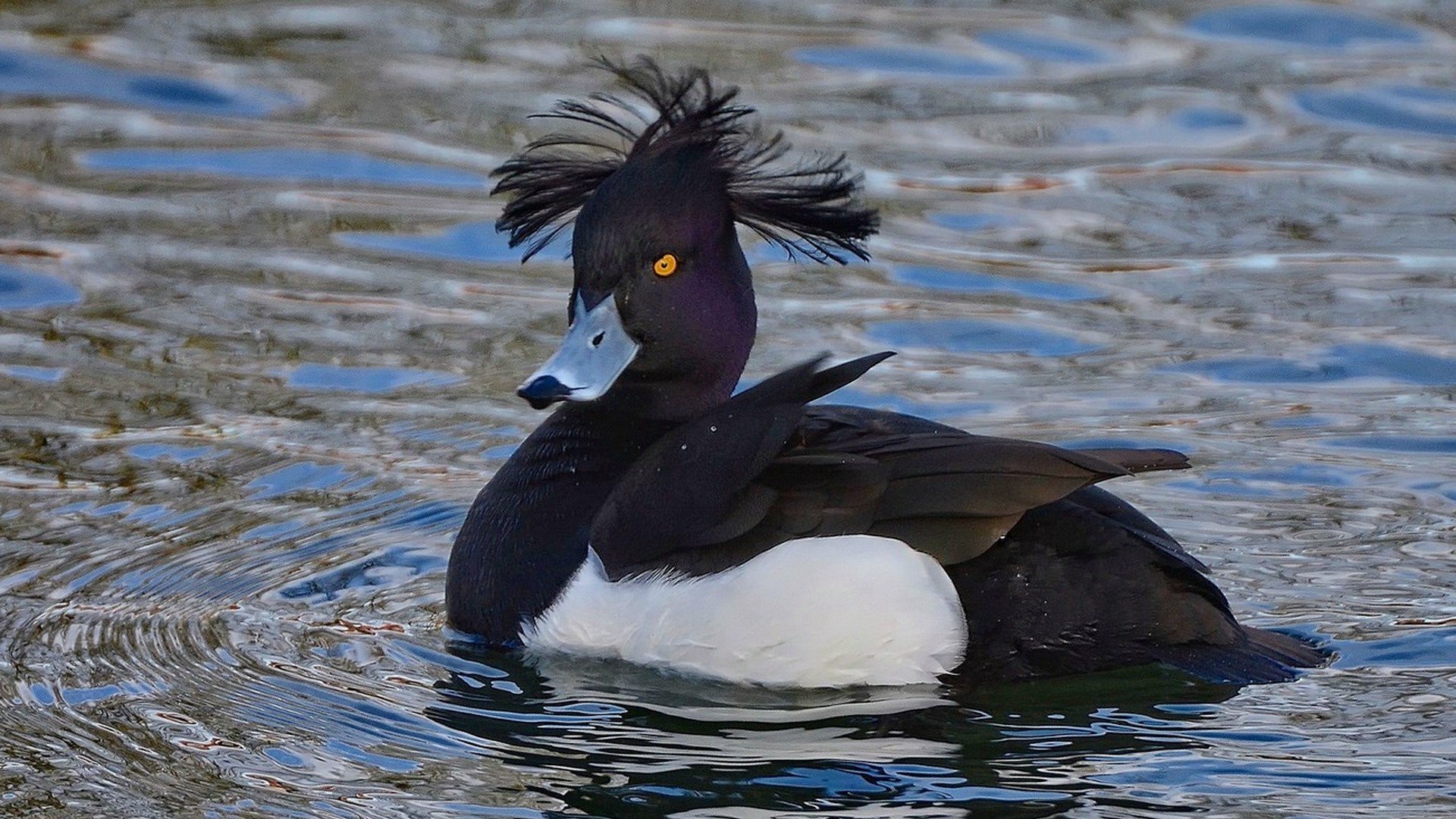 Tufted Duck Fond d'écran HD | Arrière-Plan | 1920x1080 | ID:754570 ...