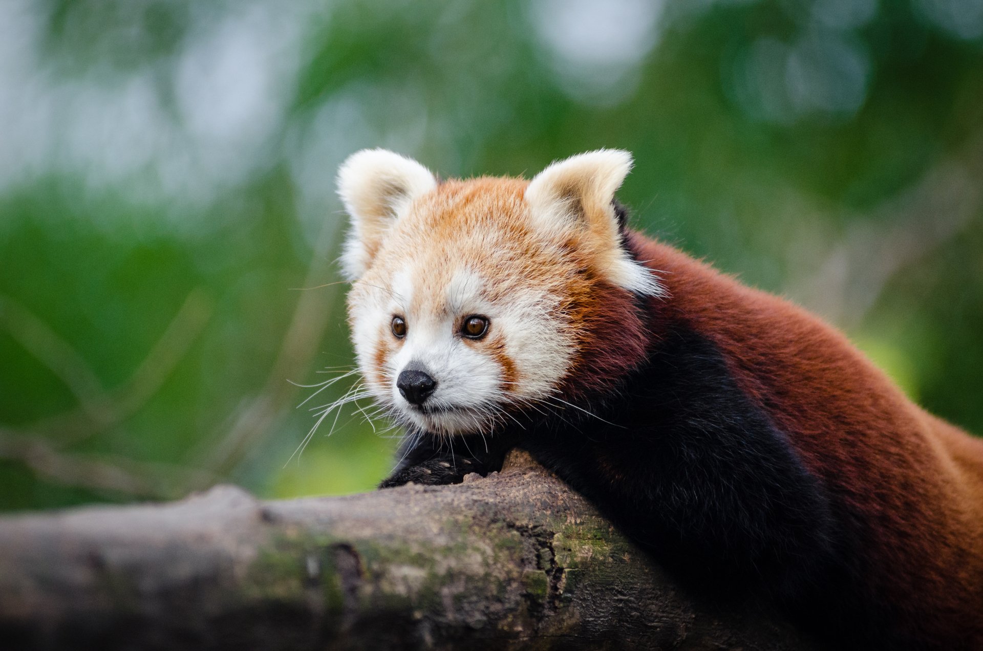 Animal Red Panda 4k Ultra HD Wallpaper