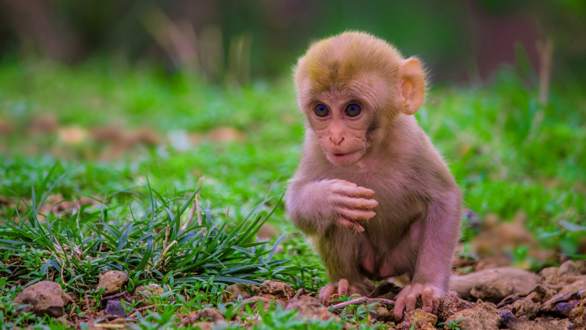 Download Animal Monkey HD Wallpaper