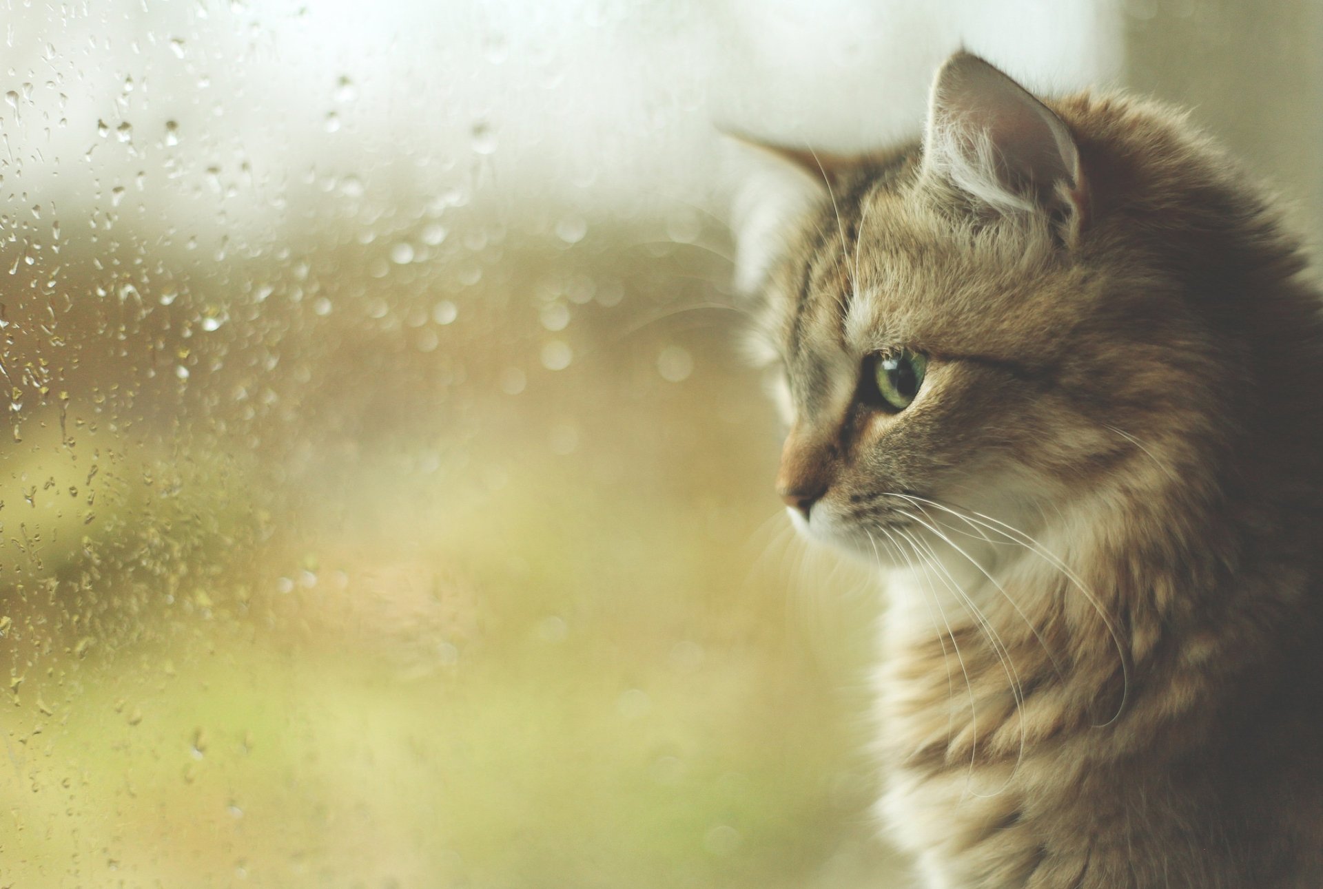 Download Raindrops Animal Cat HD Wallpaper | 2048x1377 | Wallpaper Abyss