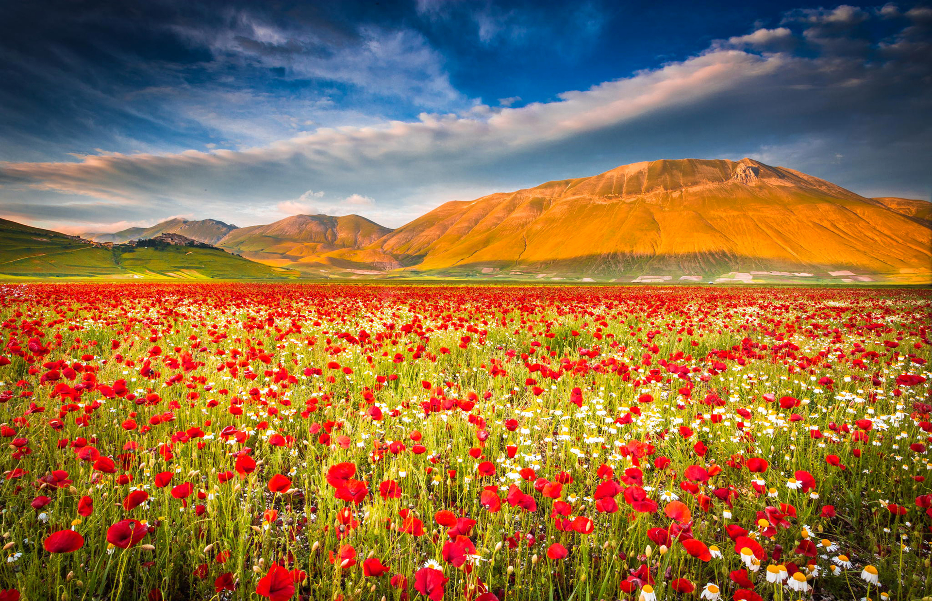 Download Summer Red Flower Landscape Field Mountain Flower Nature Poppy ...