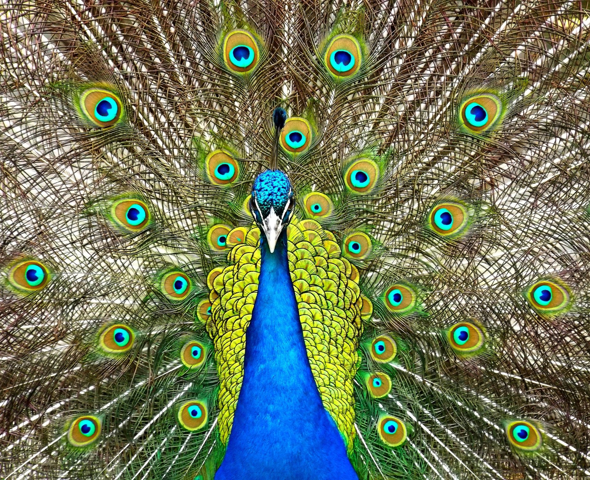 Vibrant Peacock Display - Stunning 4K Ultra HD Wallpaper
