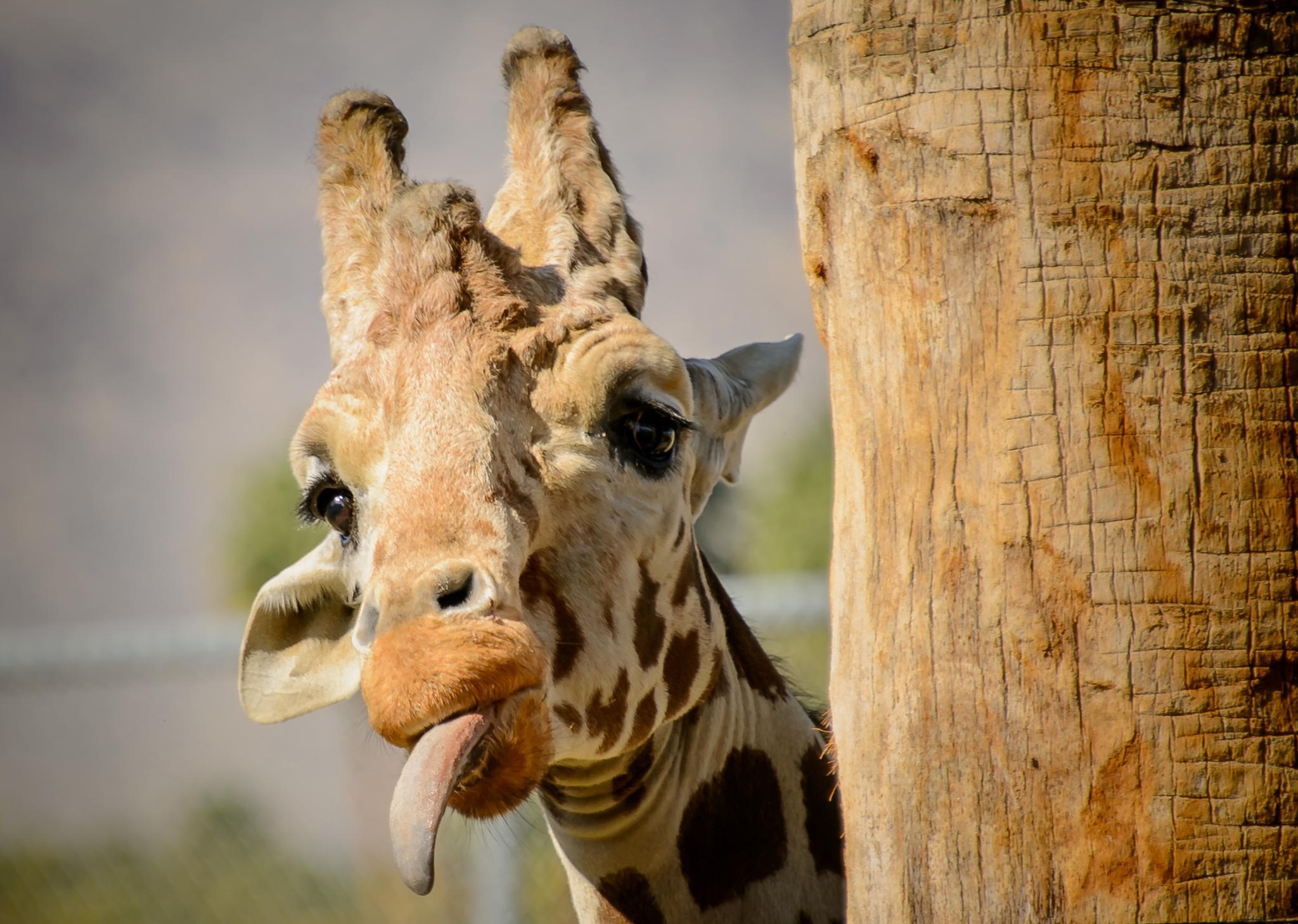 Lustige Giraffe Hd Desktop 100+] Funny Giraffe Wallpapers