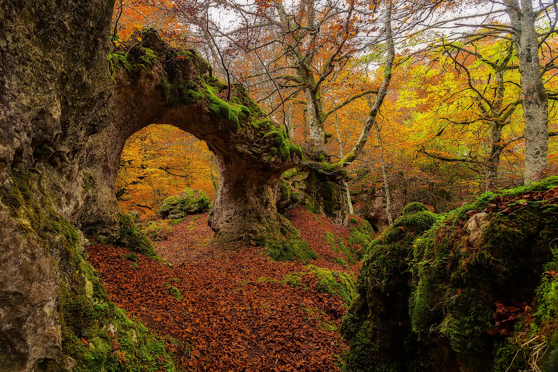 Download Forest Fall Moss Nature Arch HD Wallpaper