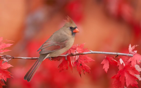 Download Flower Branch Cardinal Bird Animal Northern Cardinal HD Wallpaper