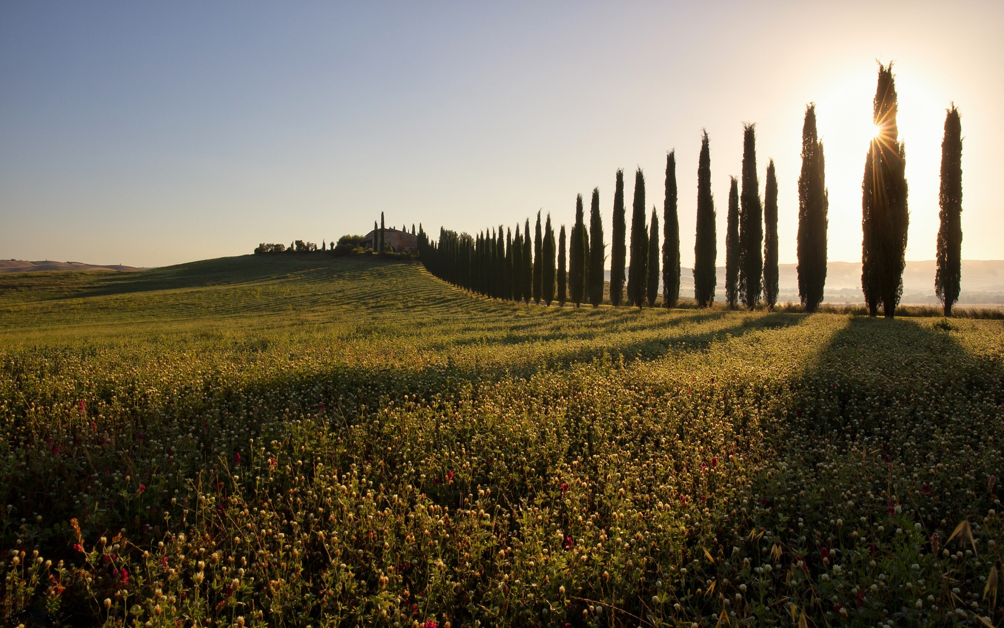 Download Nature Sunny Tree-lined Italy Photography Tuscany HD Wallpaper