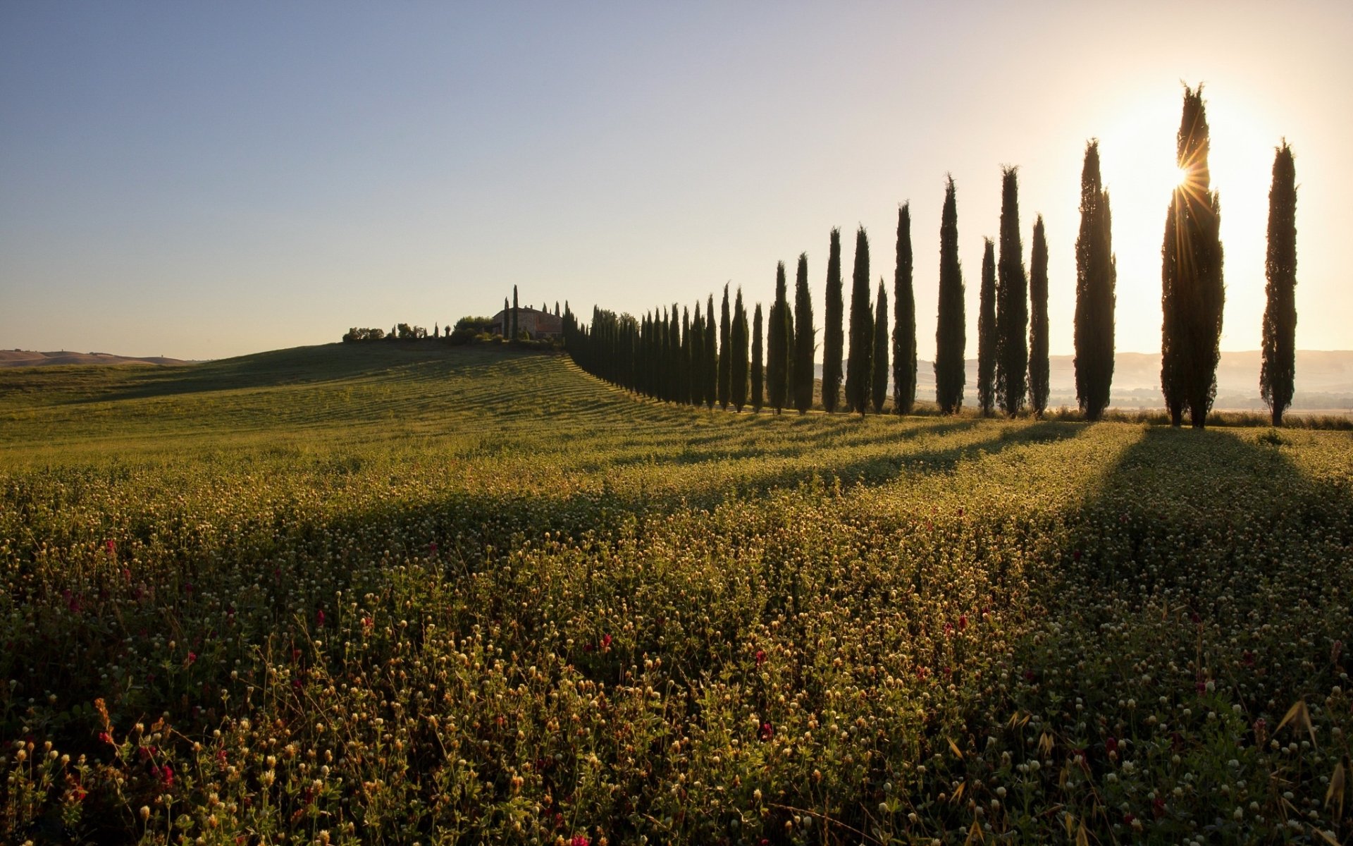 Download Nature Sunny Tree-lined Italy Photography Tuscany HD Wallpaper