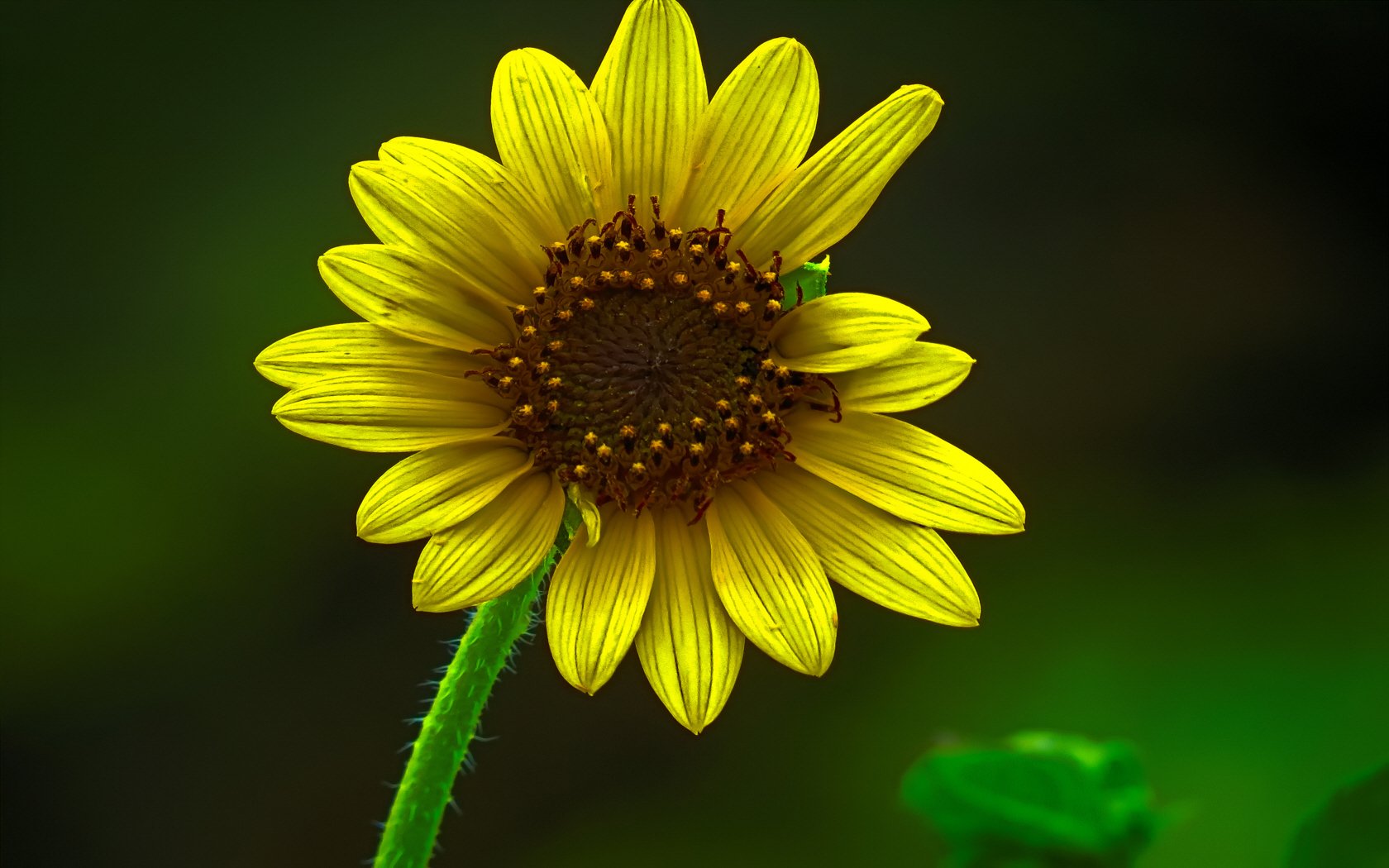 One Yellow Flower