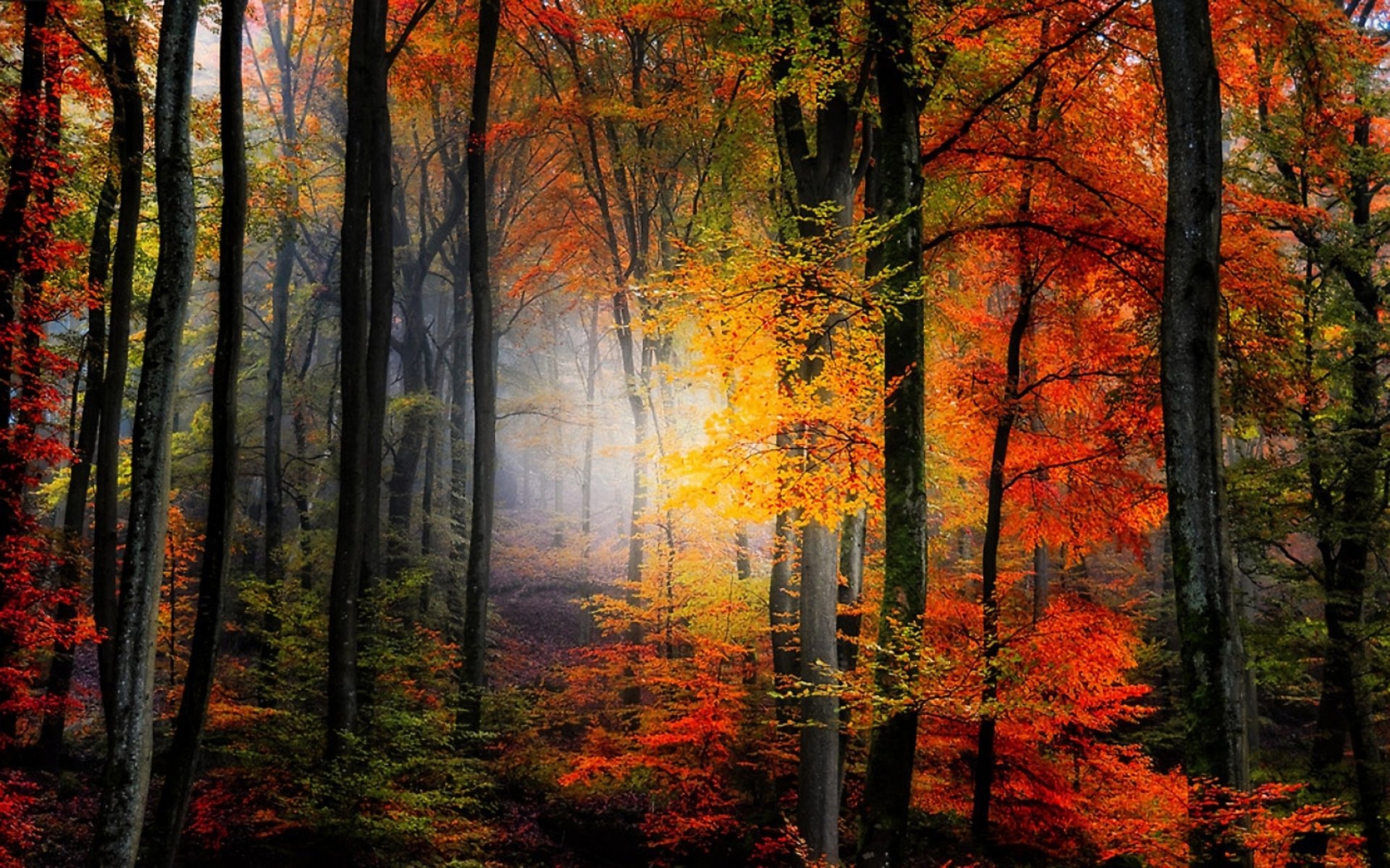 Fog‑Kissed Autumn Forest — HD Fall Wallpaper