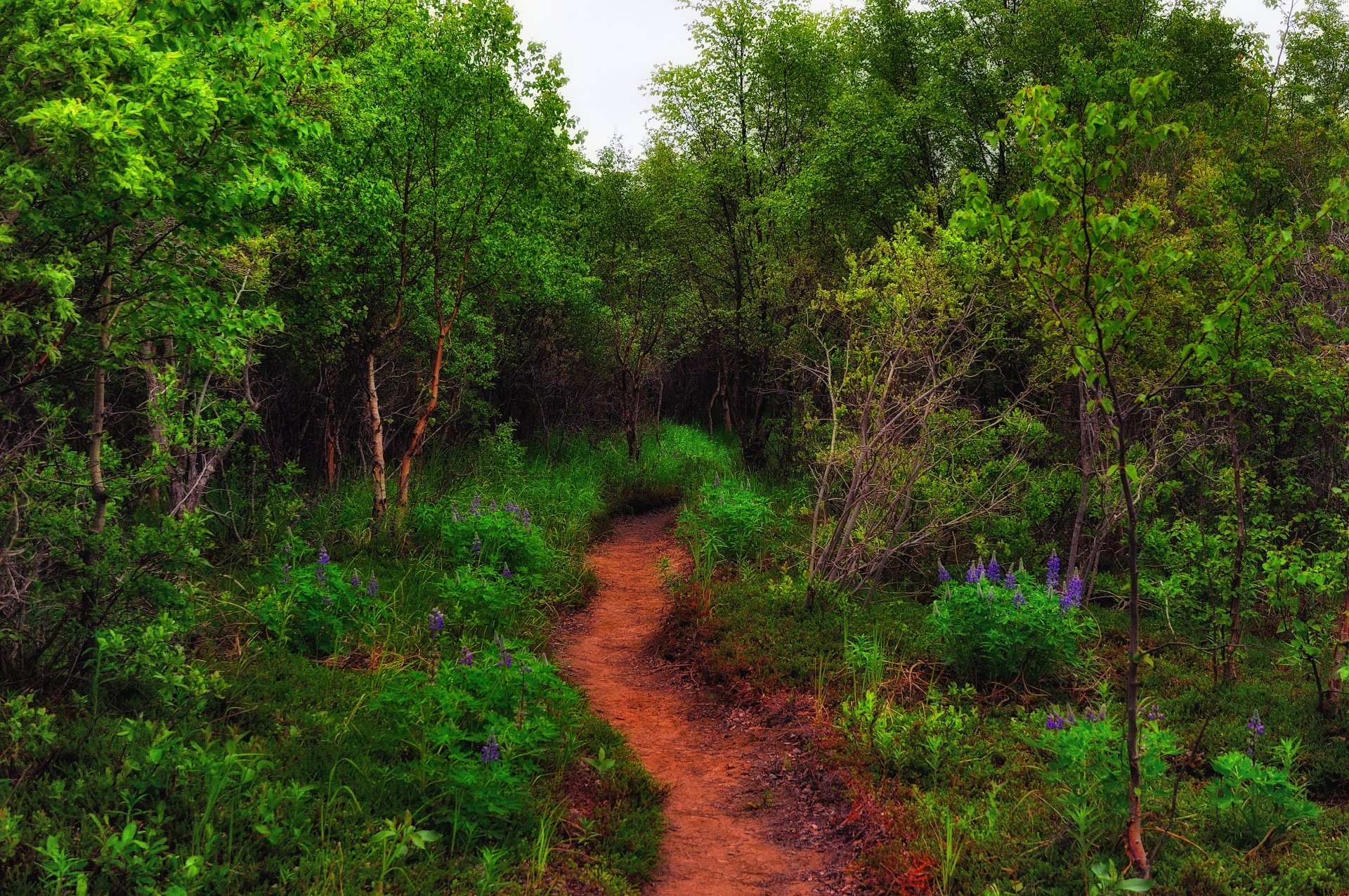 Download Nature Green Forest Path 4k Ultra HD Wallpaper