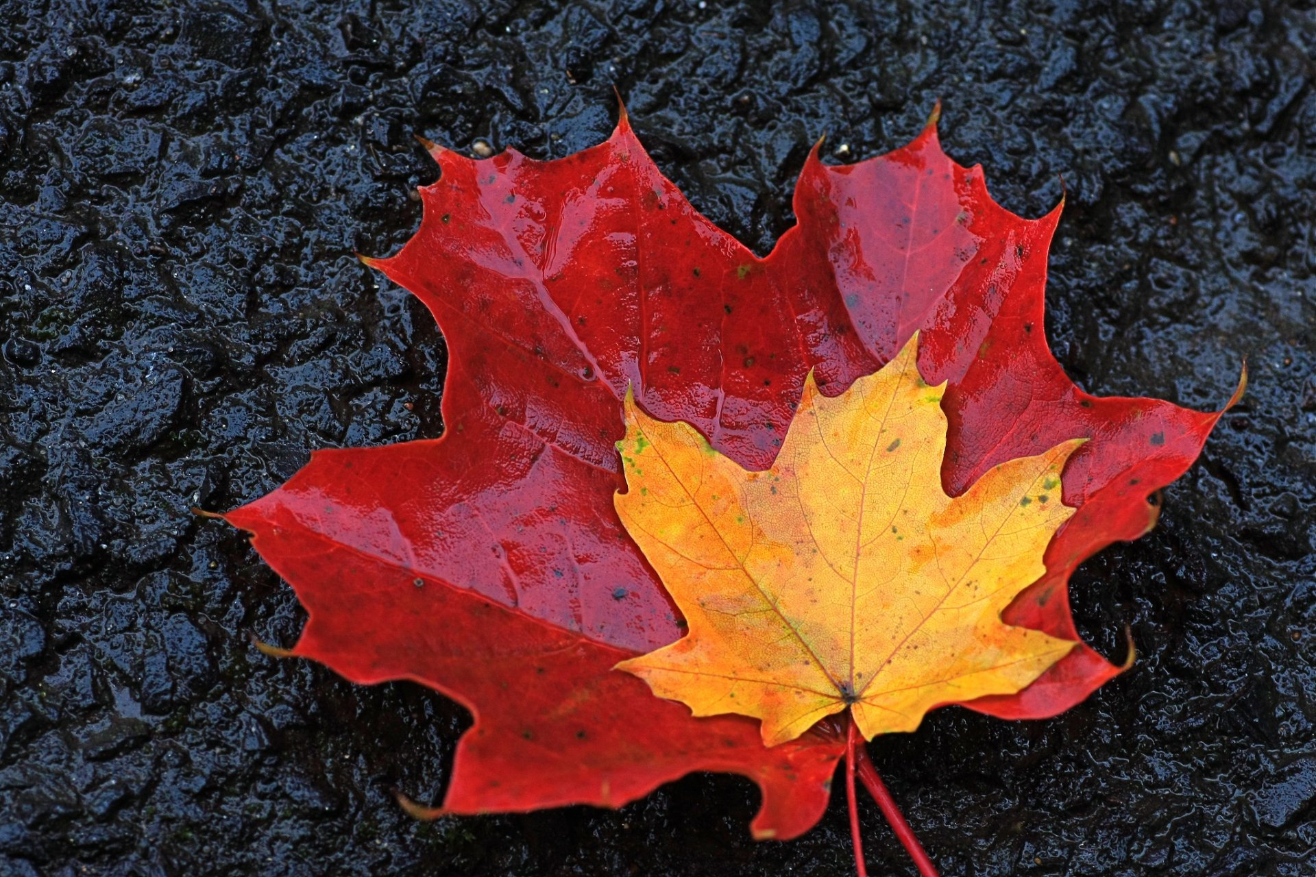 Download Fall Nature Leaf HD Wallpaper | 2048x1365 | Wallpaper Abyss
