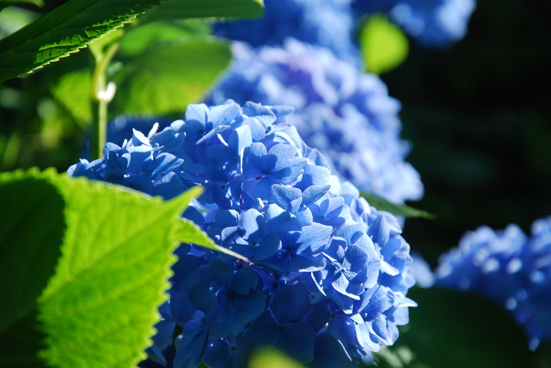 Download Blue Flower Flower Close-up Nature Hydrangea 4k Ultra HD Wallpaper