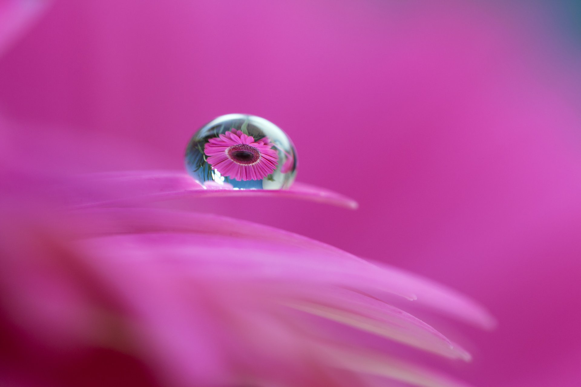 Download Reflection Pink Flower Nature Water Drop HD Wallpaper