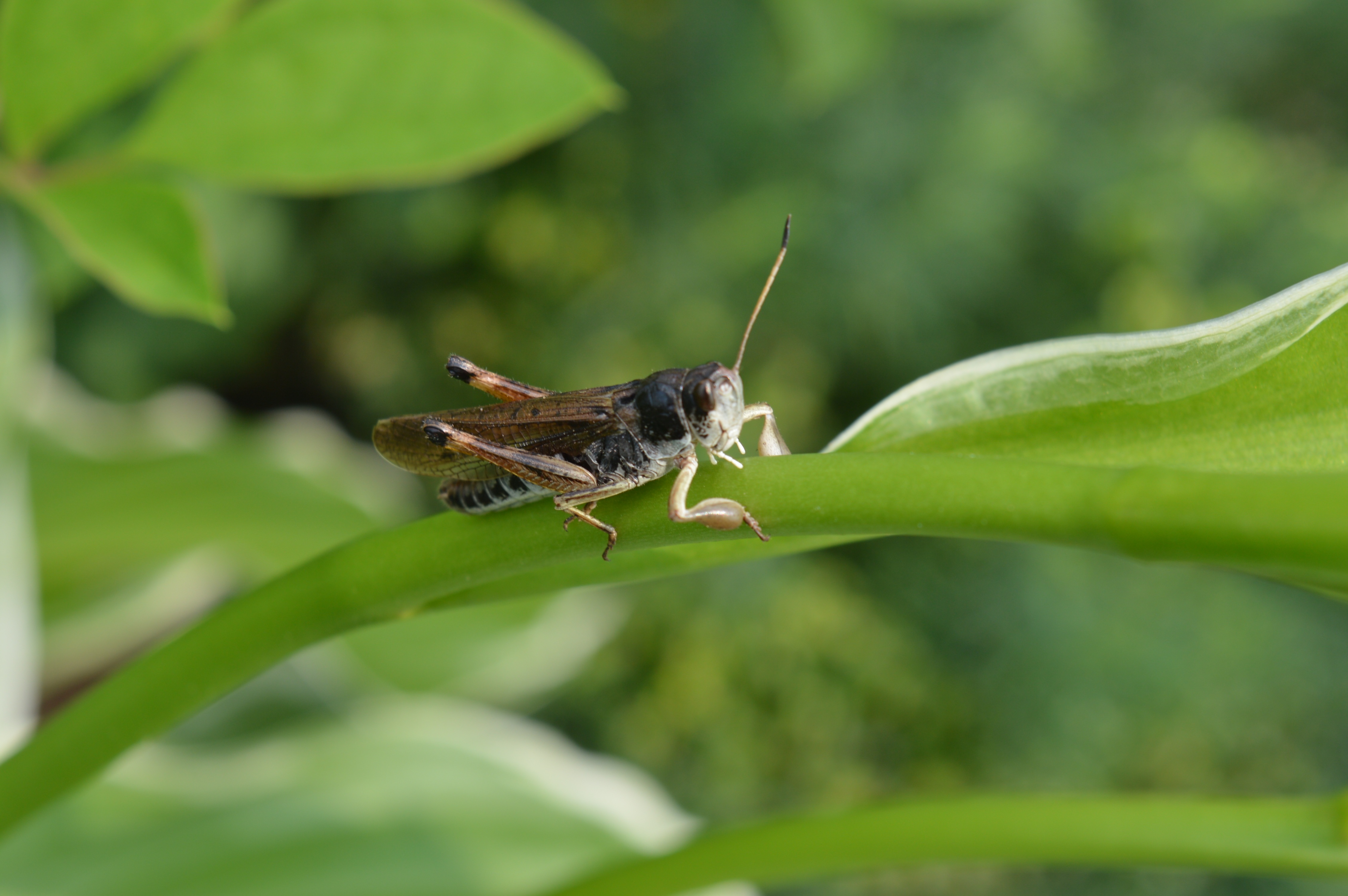 Download Insect Animal Grasshopper 4k Ultra HD Wallpaper