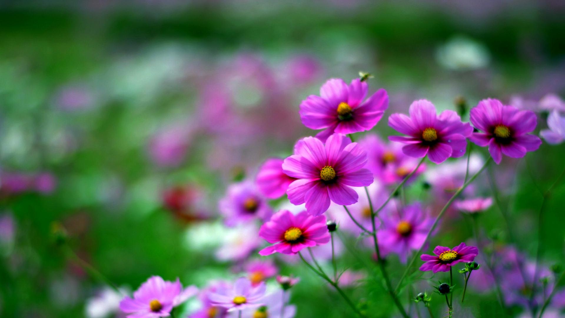 Download Purple Flower Field Flower Nature Cosmos (Plant) HD Wallpaper