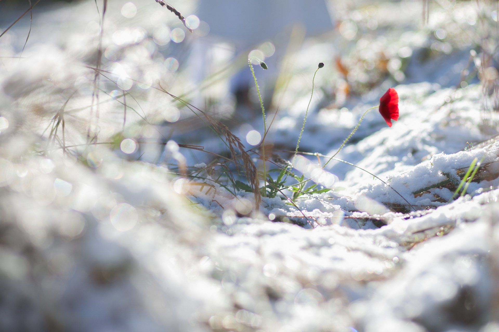 Download Snow Red Flower Flower Nature Poppy HD Wallpaper