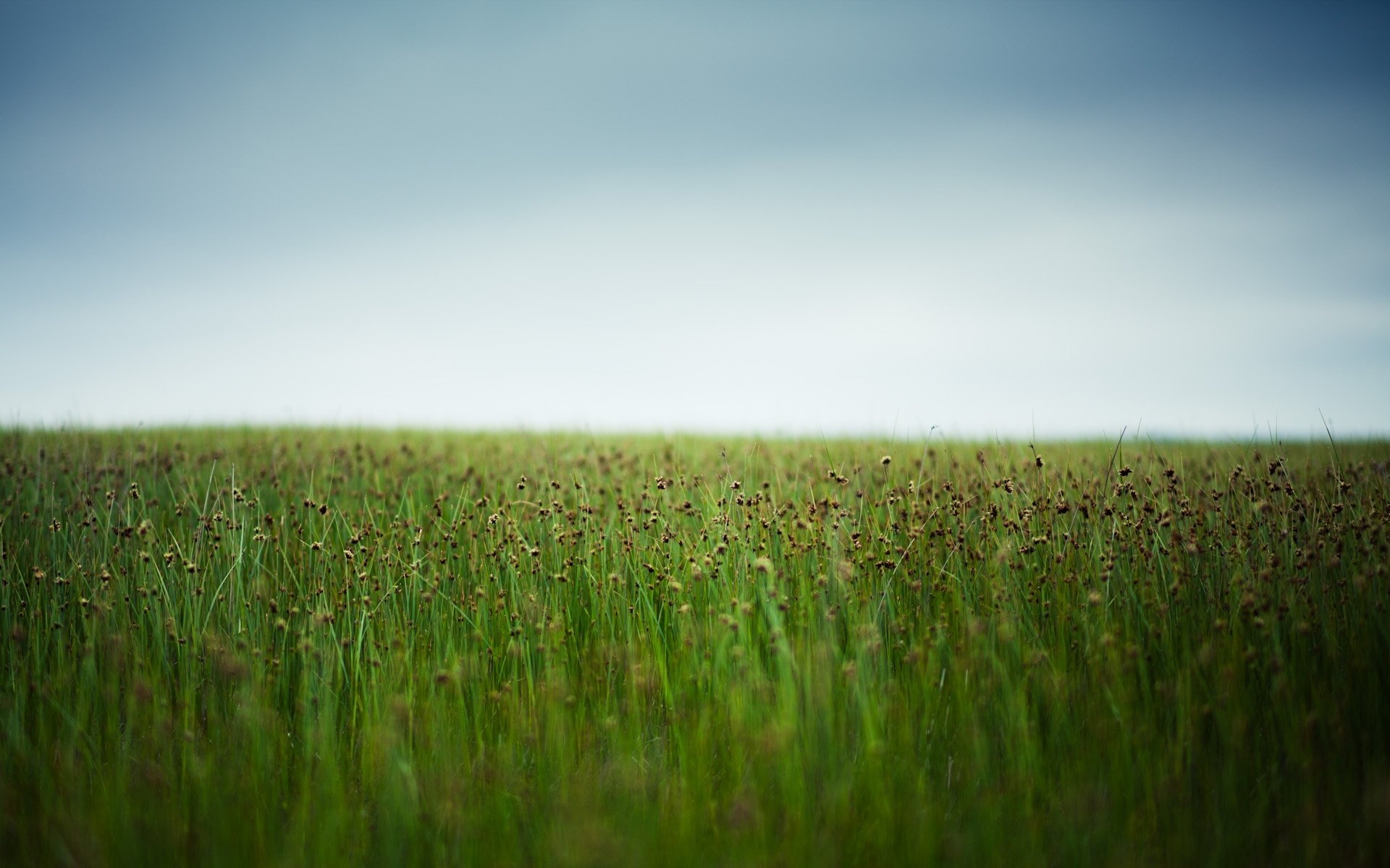 Download Horizon Grass Nature Field HD Wallpaper