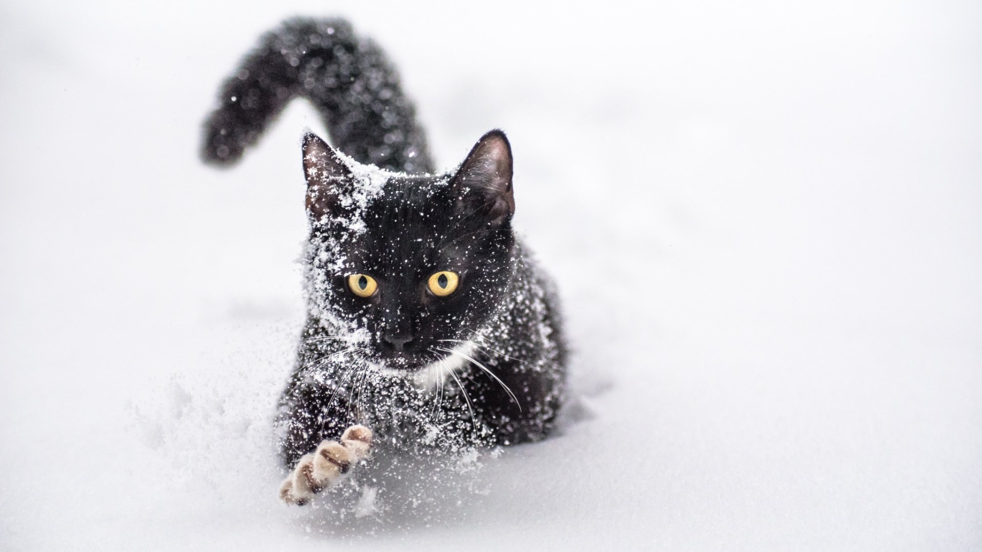 Winter Snow Cat HD Wallpaper