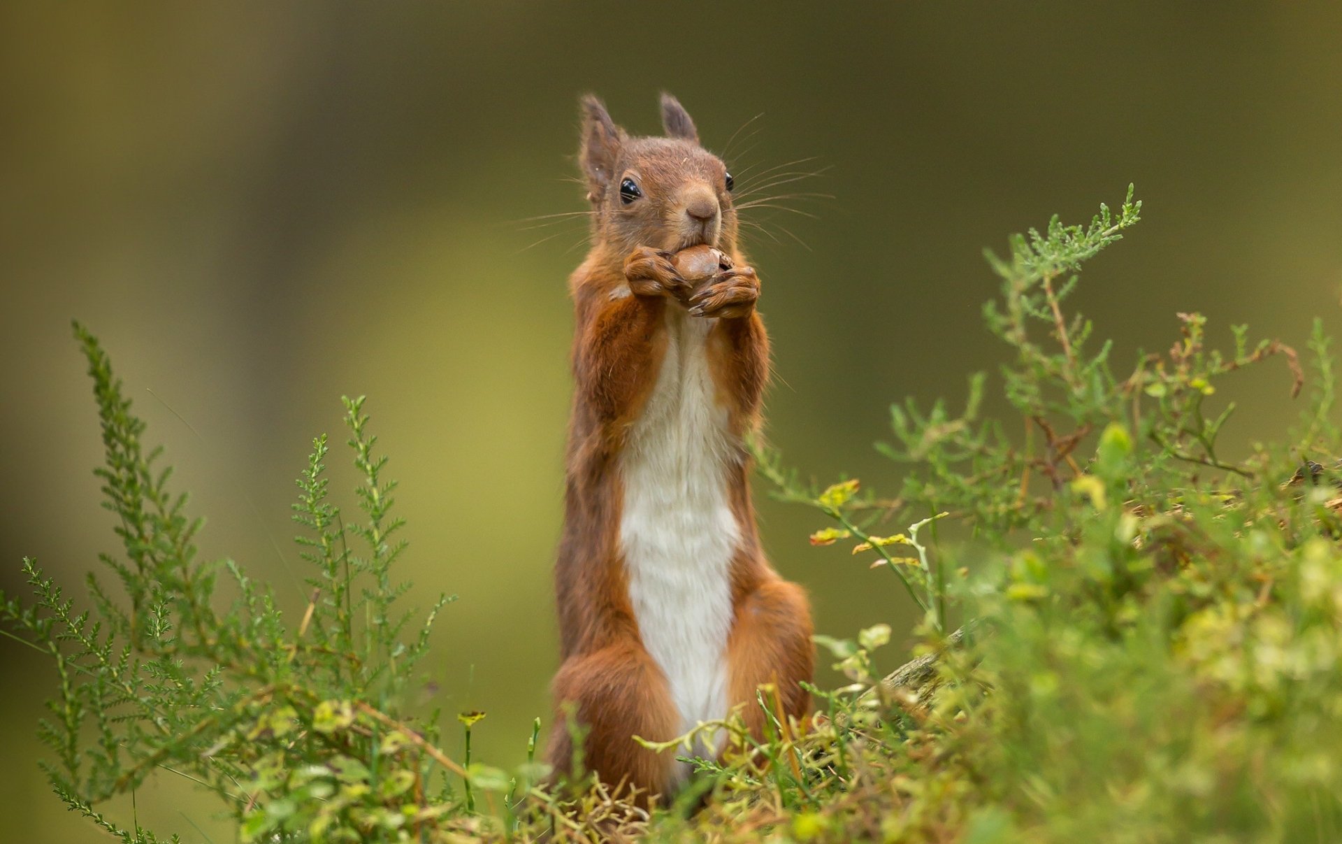 Majestic Squirrel Feast: HD Rodent Delight in Nature