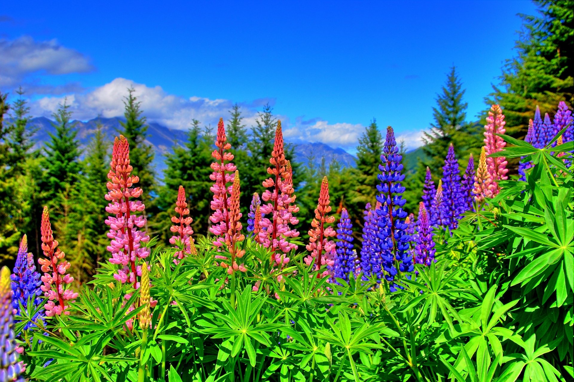 Download Purple Flower Pink Flower Grass Flower Nature Lupine 4k Ultra ...