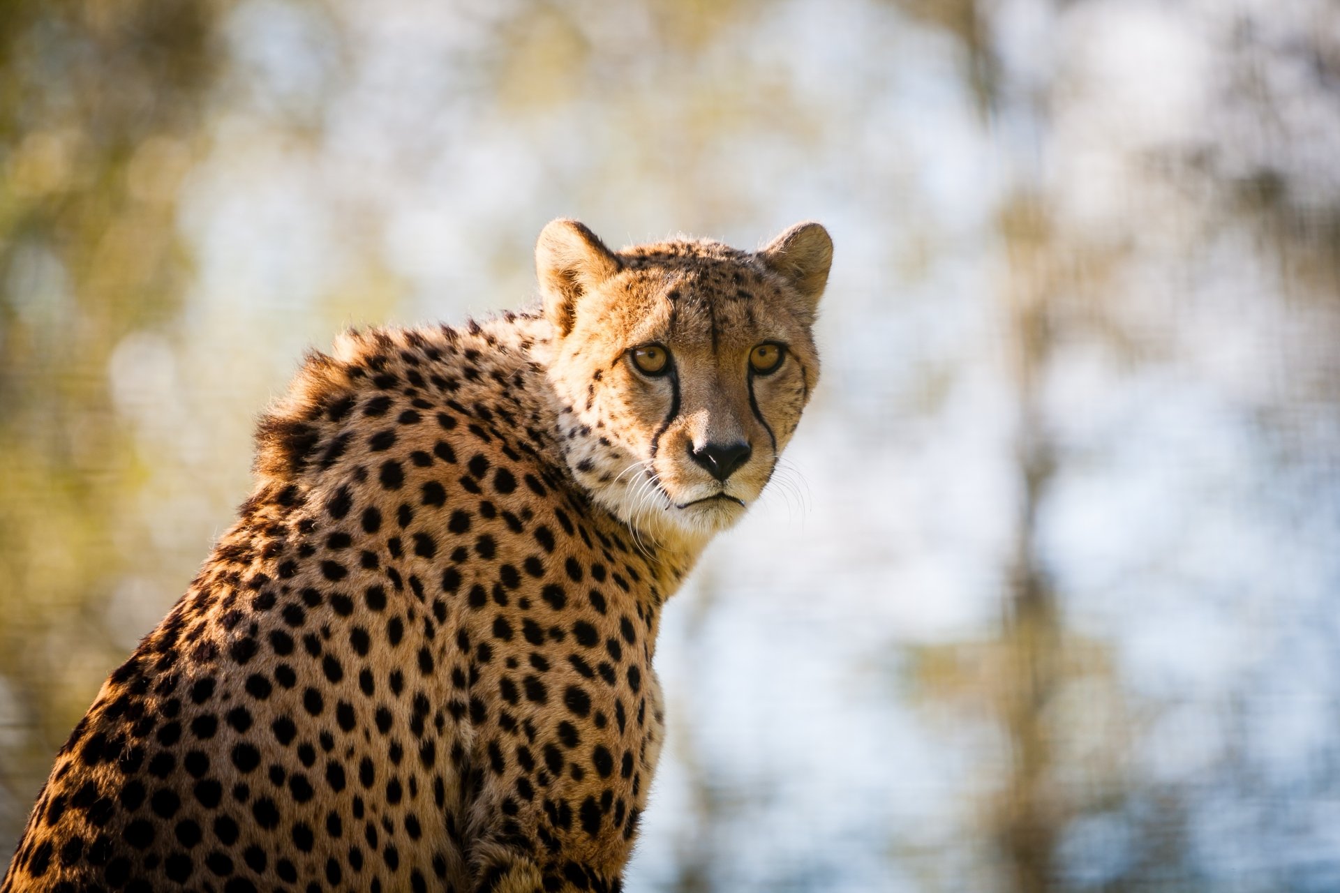 Download Bokeh Animal Cheetah 4k Ultra HD Wallpaper