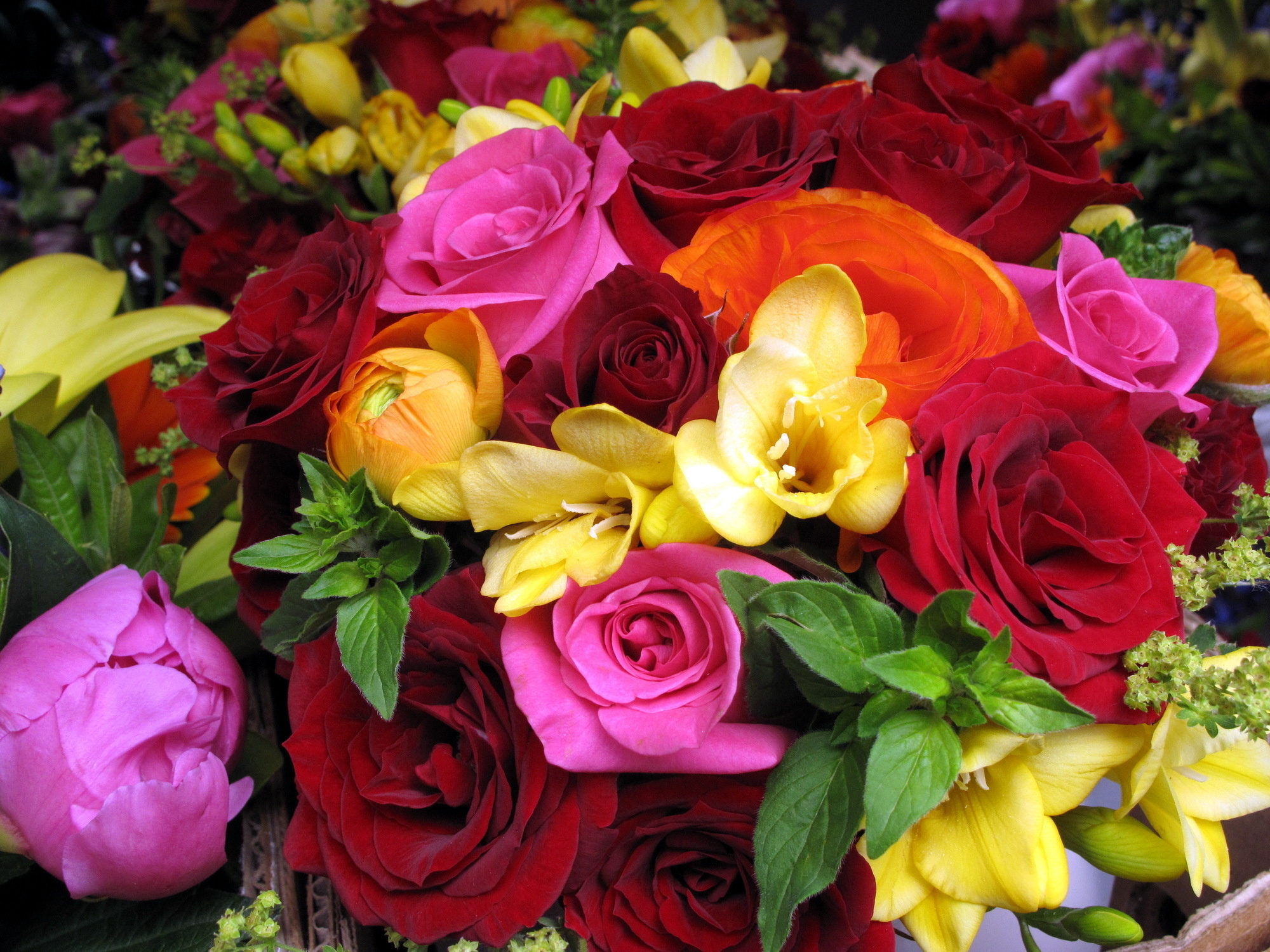 Colorful Roses