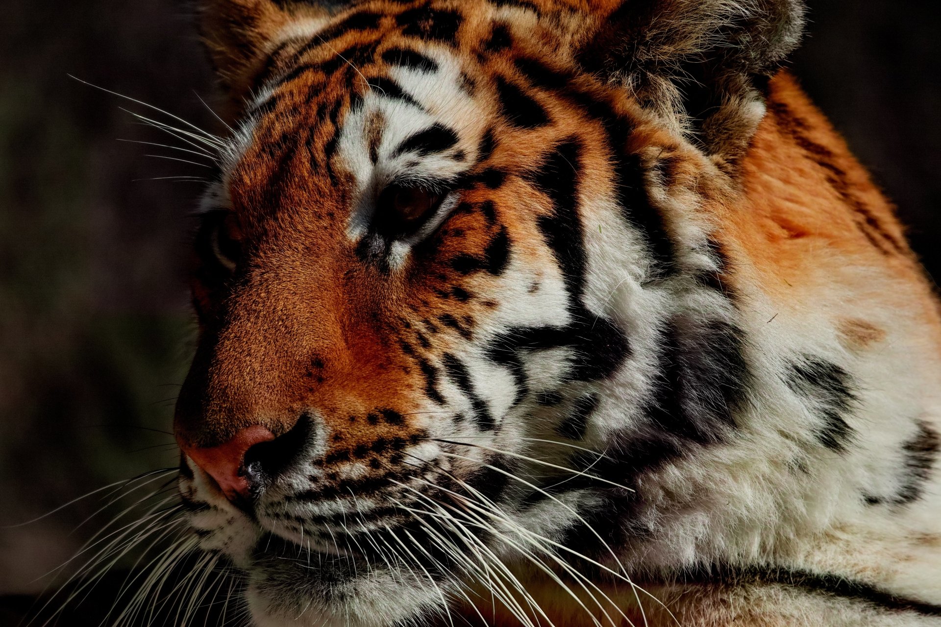 Download Close-up Animal Tiger 4k Ultra HD Wallpaper | 5424x3616 ...