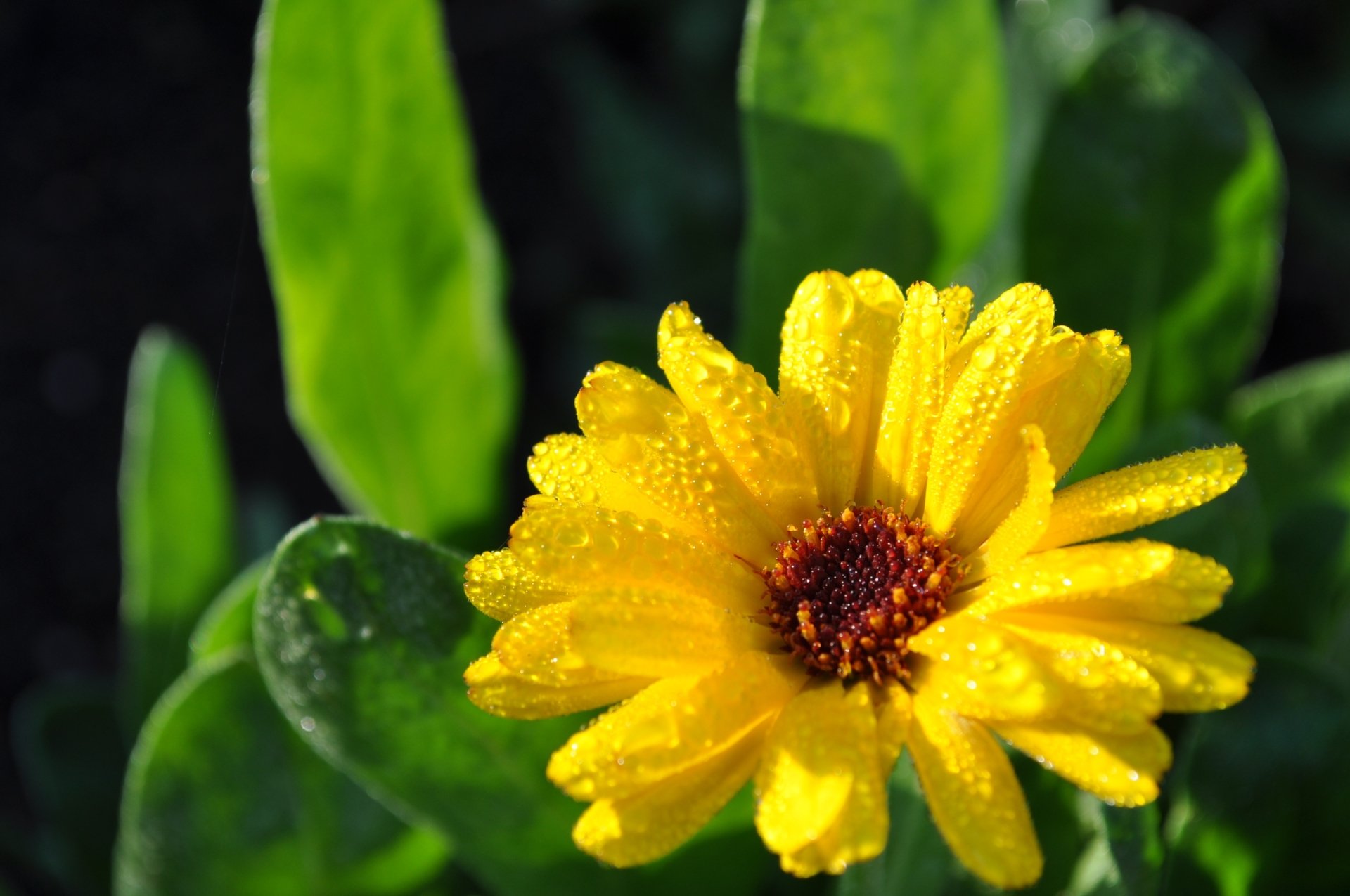 Download Dew Drop Yellow Flower Nature Flower HD Wallpaper