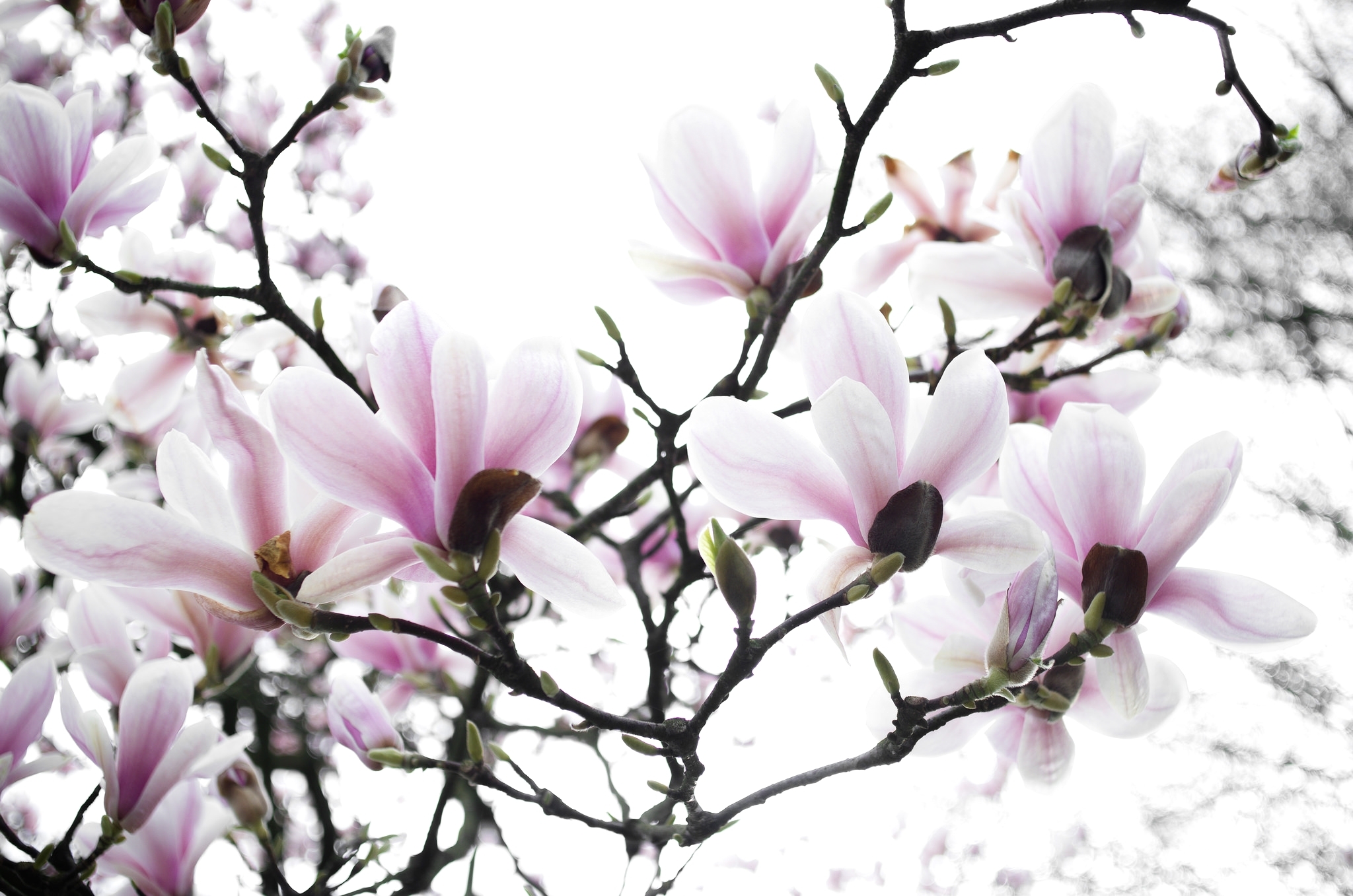 Download Nature Magnolia HD Wallpaper