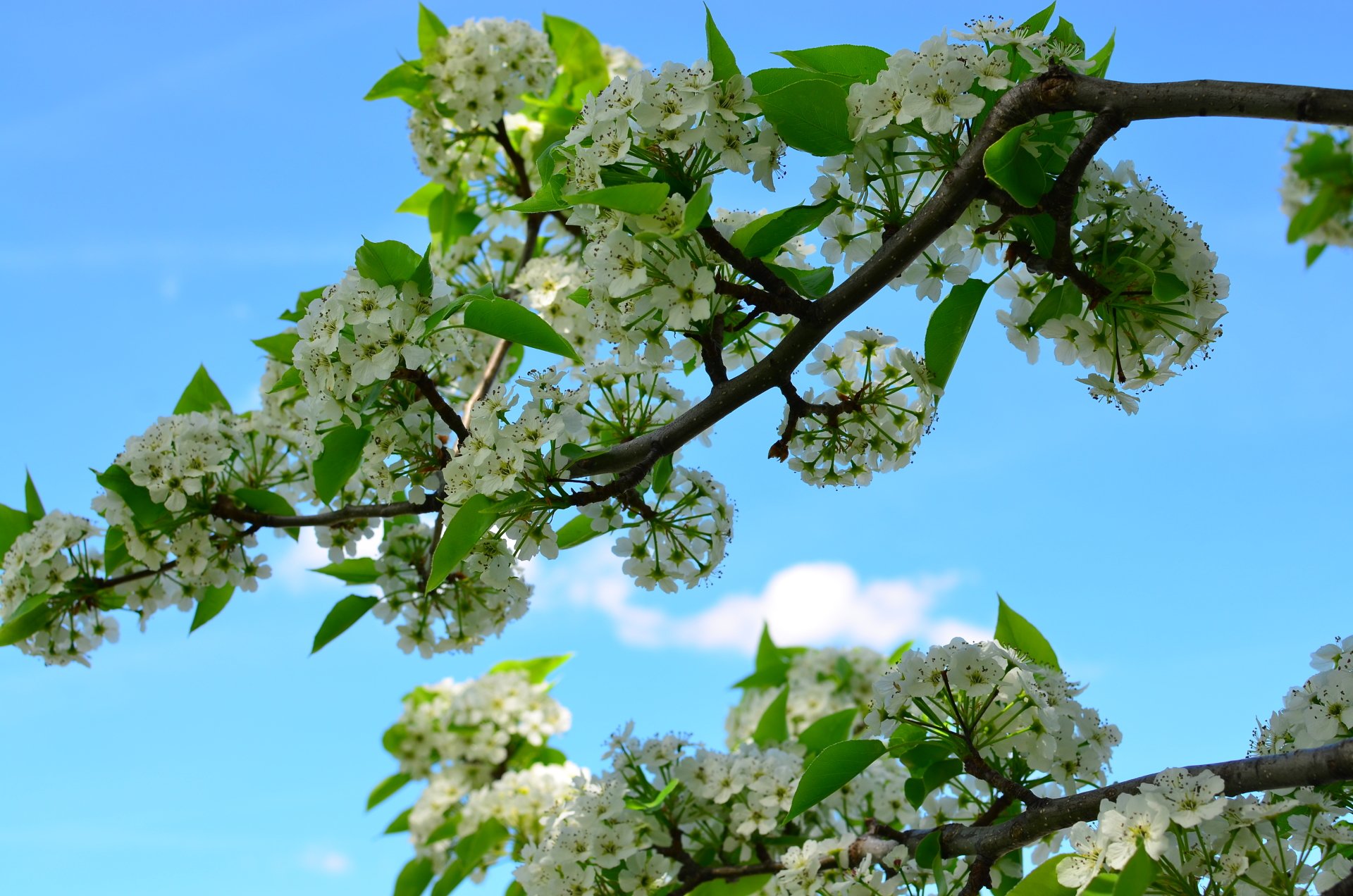 Download White Flower Blossom Nature Branch 4k Ultra HD Wallpaper