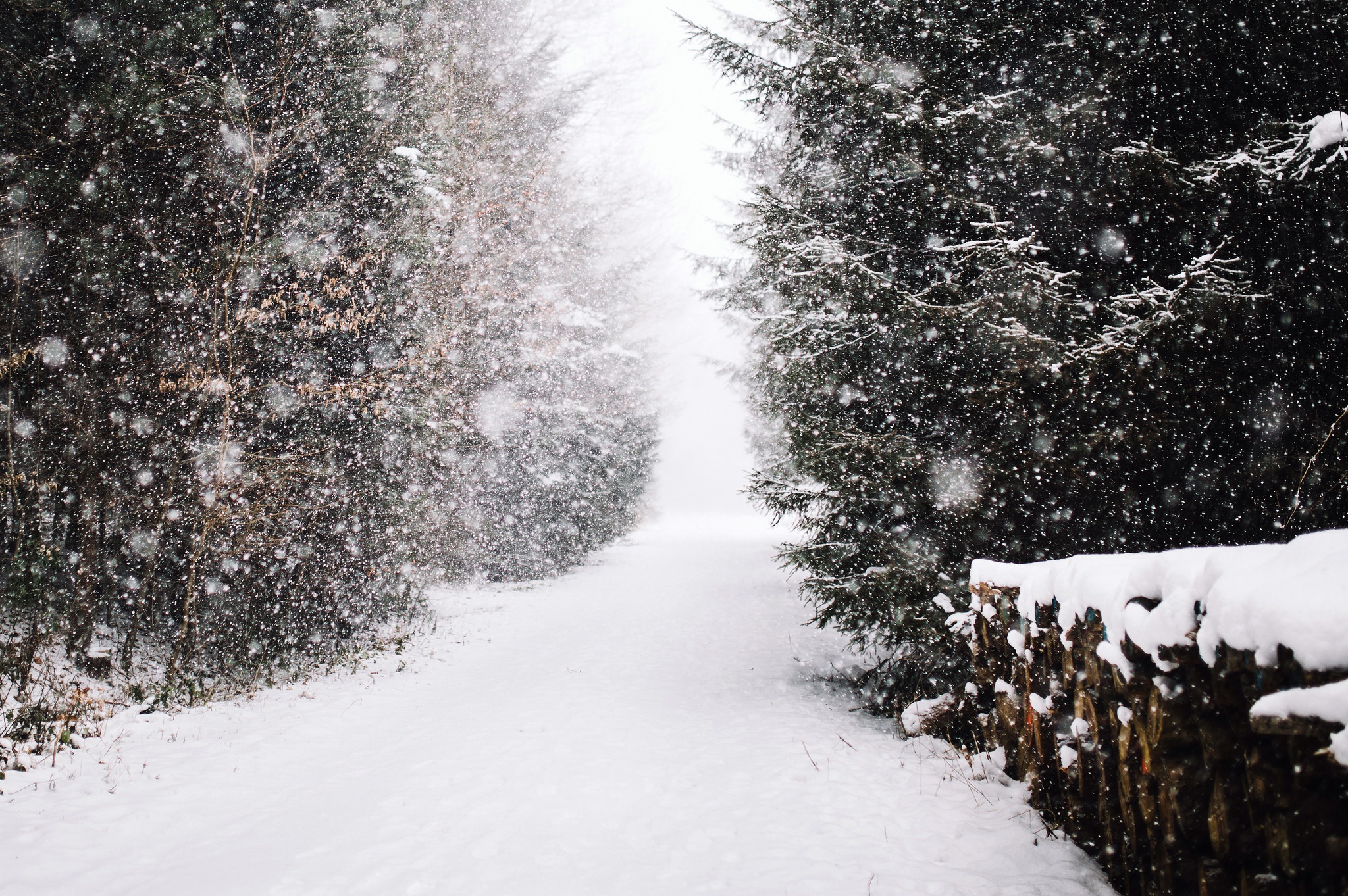 Download Snow Forest Path Snowfall Nature Winter HD Wallpaper