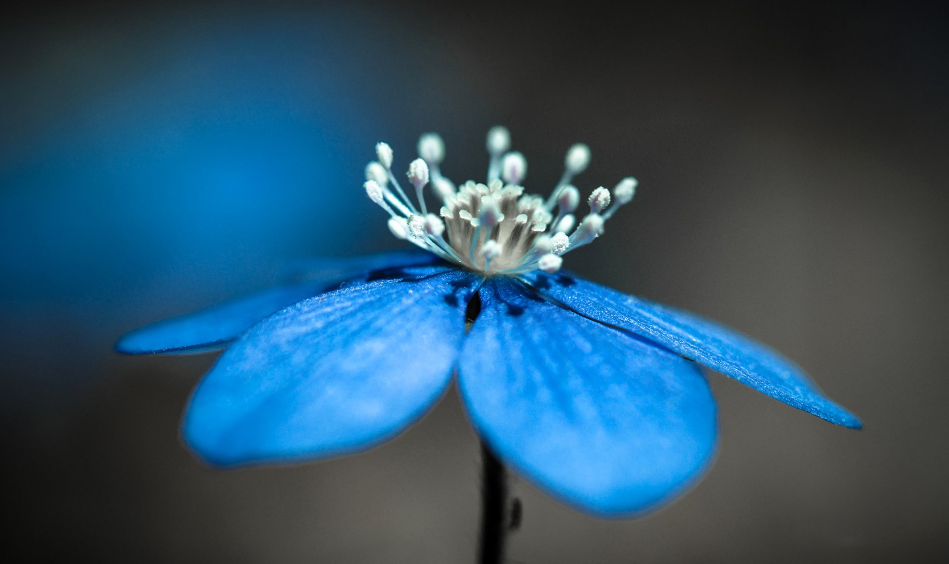 Download Blue Flower Macro Blur Nature Flower HD Wallpaper