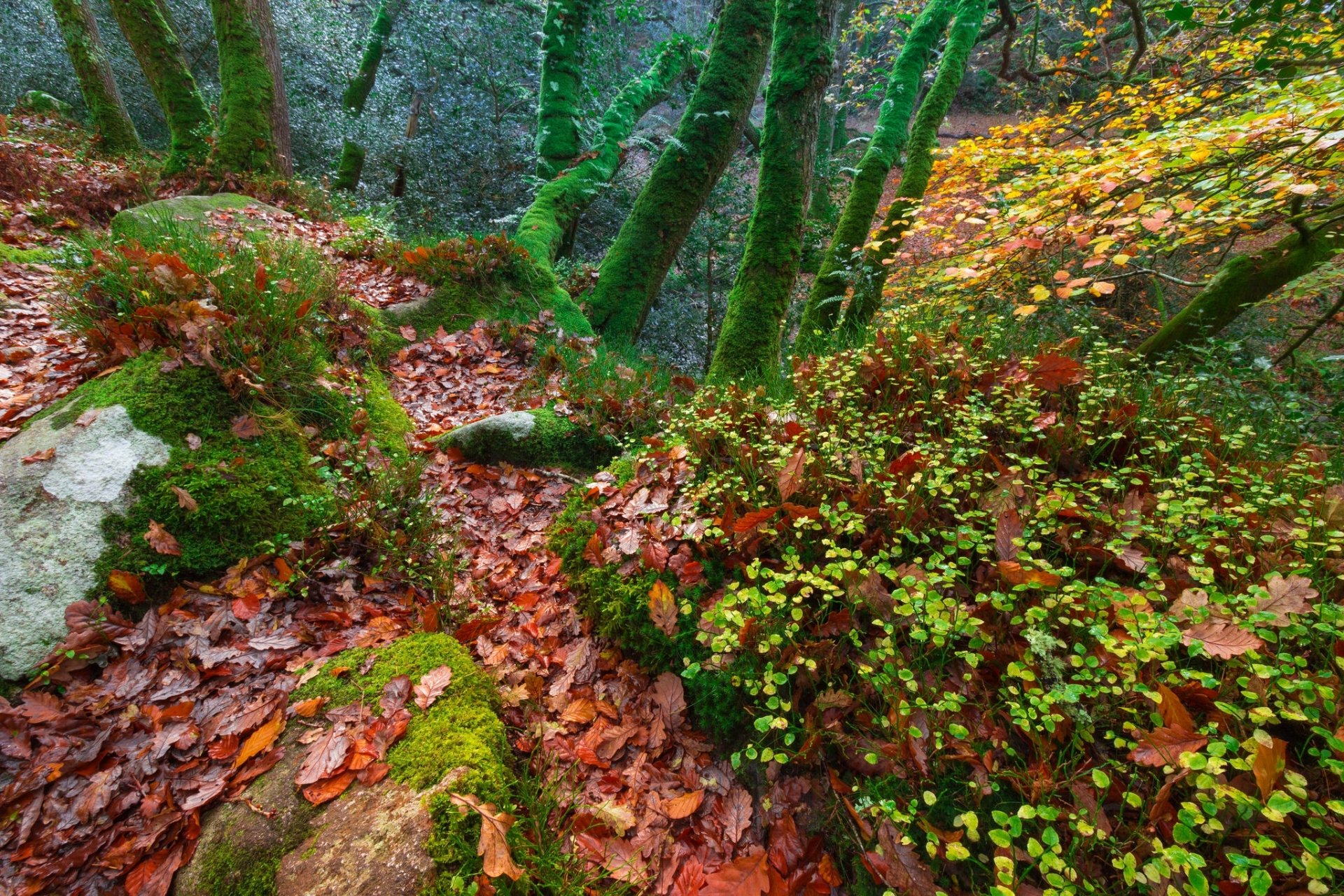 Download Leaf Tree Nature Moss Fall Forest HD Wallpaper