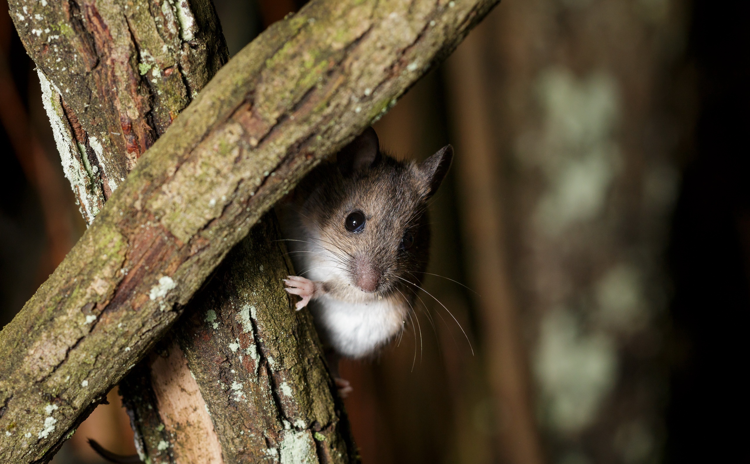 Download Rodent Animal Mouse HD Wallpaper