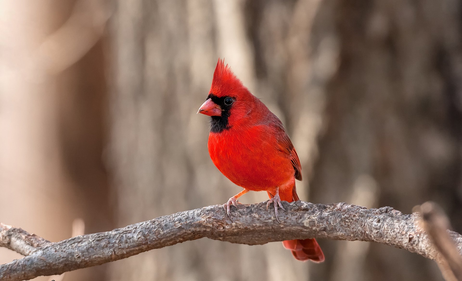 Download Bird Animal Cardinal HD Wallpaper