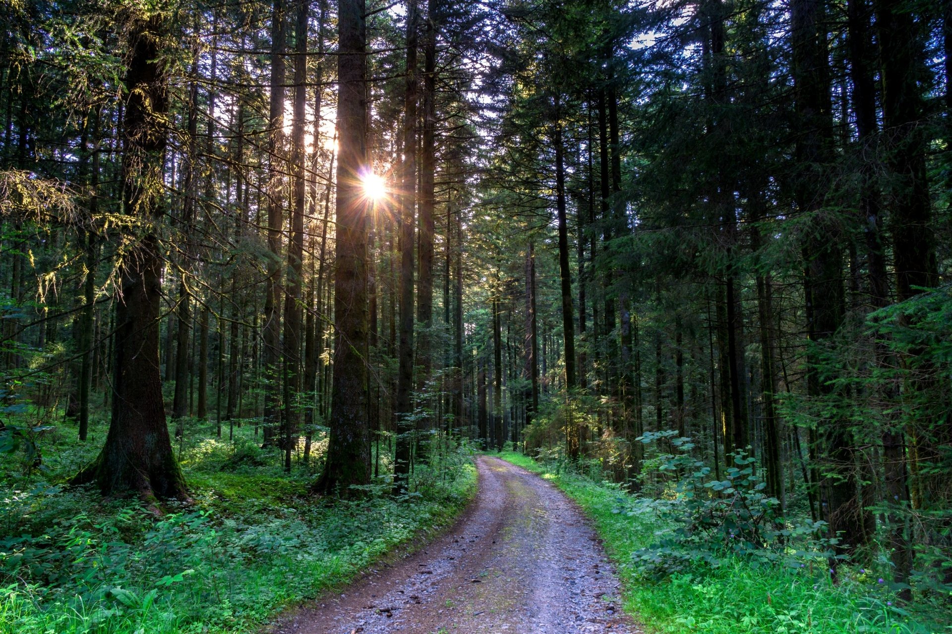 Download Sunbeam Nature Tree Forest Road Dirt Road Man Made Path HD ...