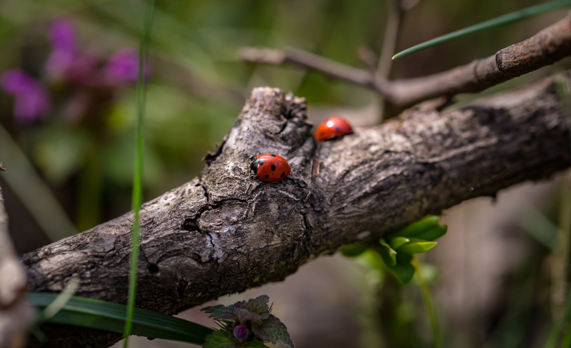 Download Macro Insect Animal Ladybug 4k Ultra HD Wallpaper | 5472x3338 ...