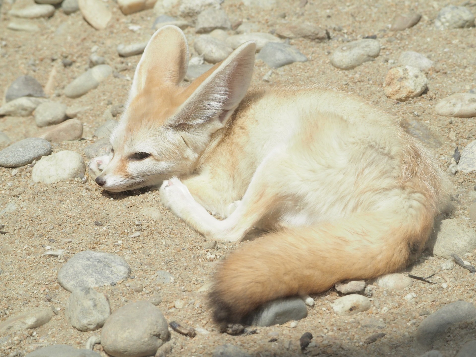 Fennec Fox Wallpapers Pictures