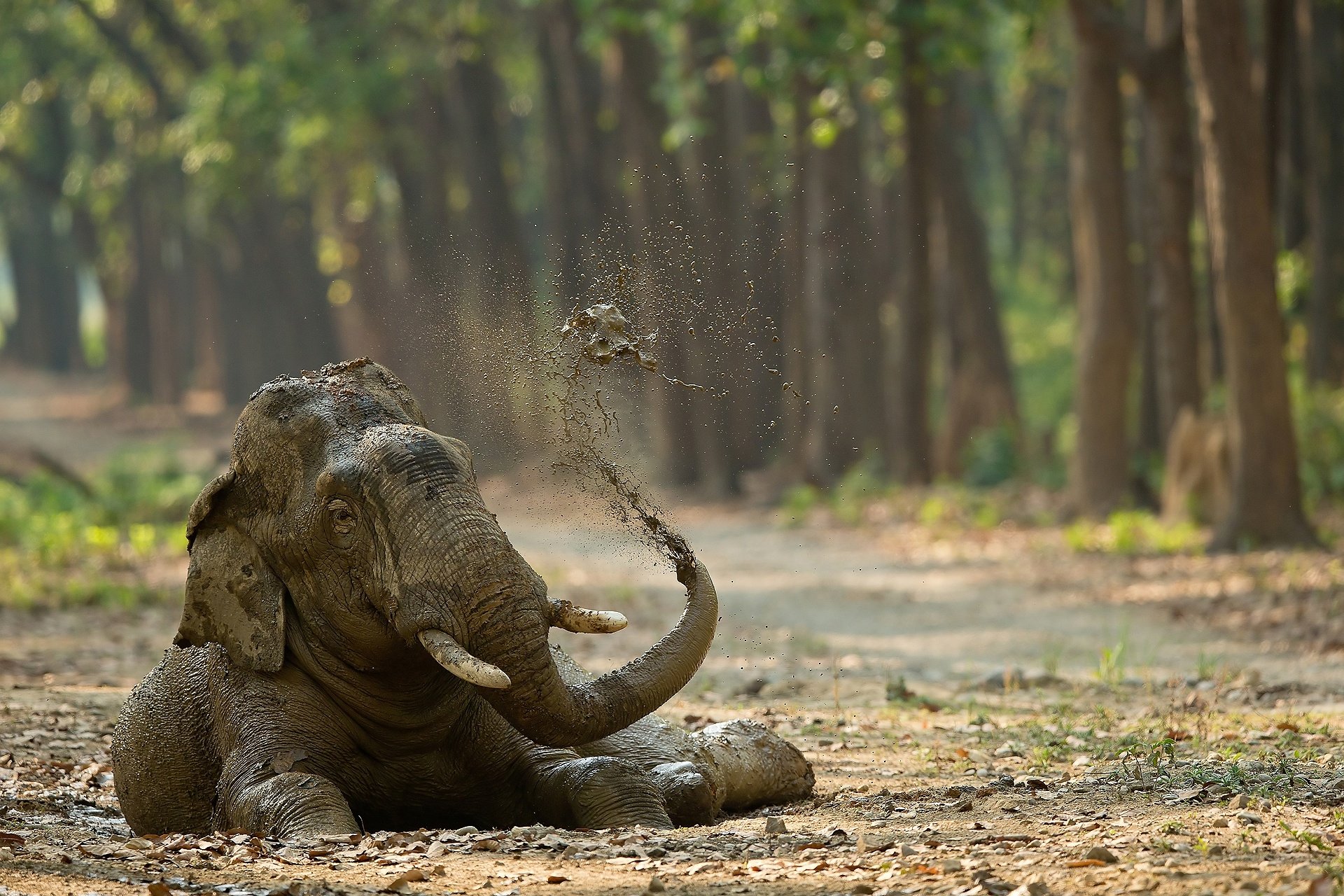 Download Depth Of Field Animal Asian Elephant HD Wallpaper | 1920x1280 ...