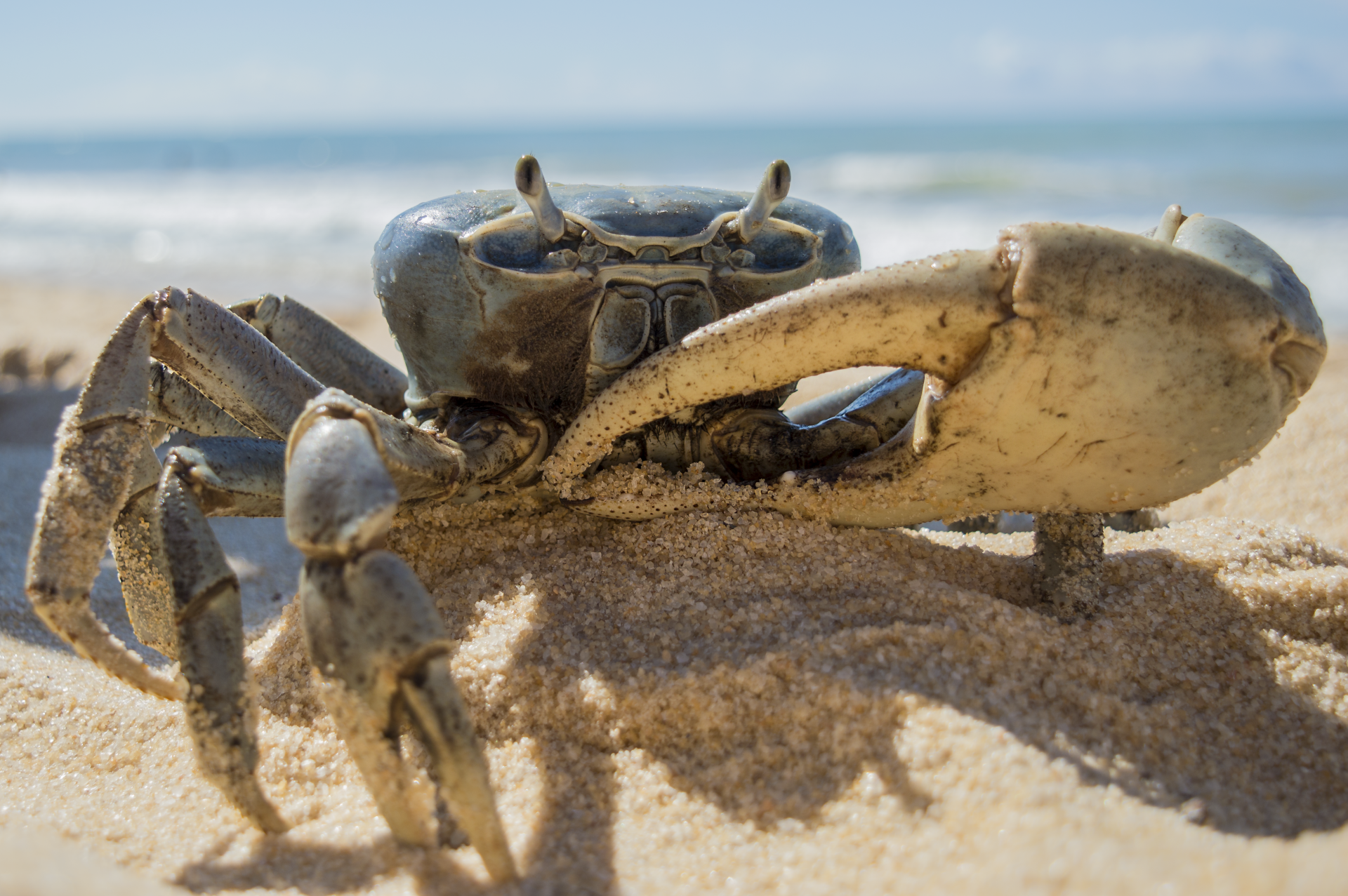 Majestic Crab Close-Up: Ultra HD Sea Life Crustacean on Sandy Shore