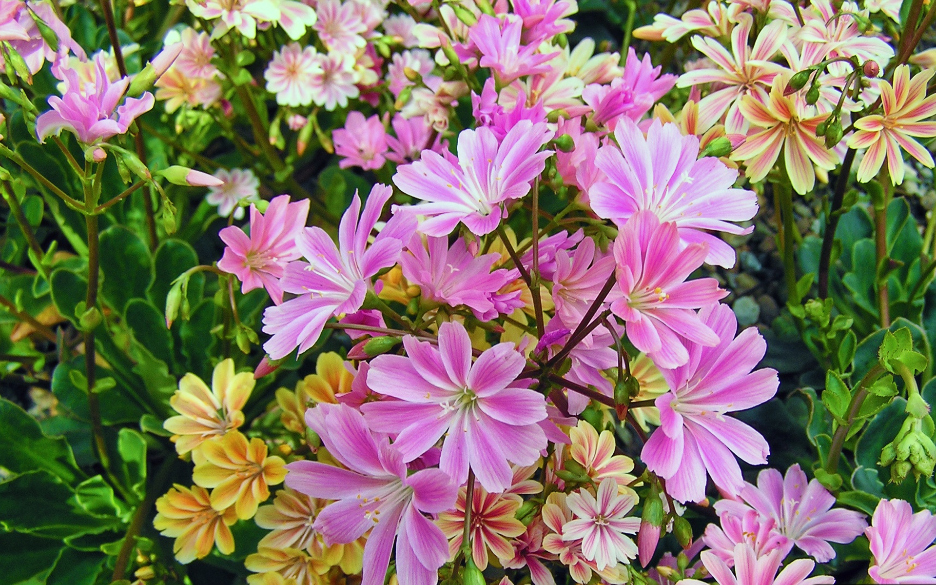 Download Pink Flower Lewisia Nature Flower HD Wallpaper